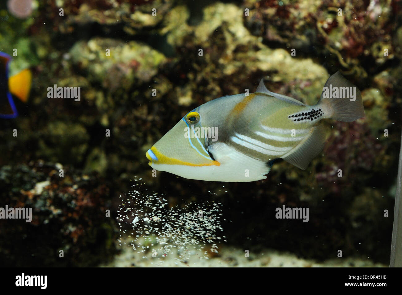 Lagoon triggerfish (Rhinecanthus aculeatus Stock Photo - Alamy