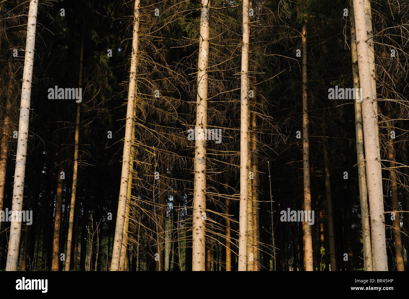 Dense spruce forest Stock Photo - Alamy