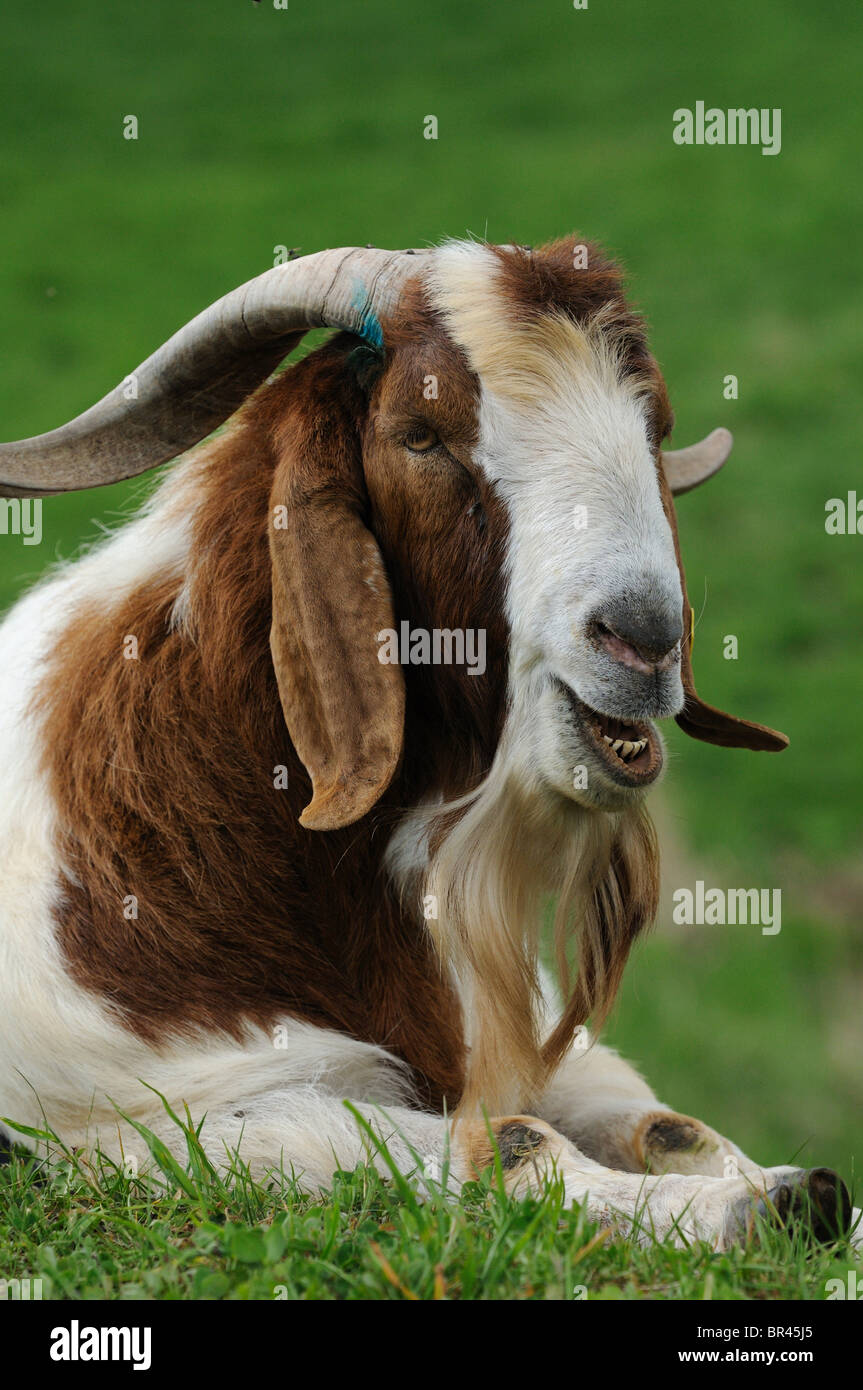 Boer goat lying in meadow Stock Photo - Alamy