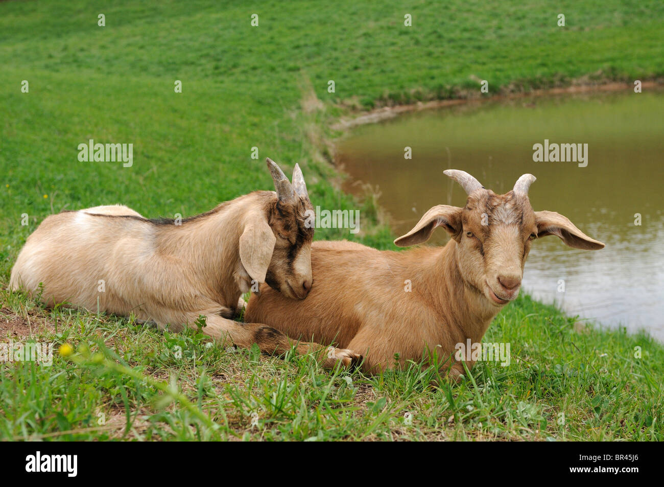 A goat two goats hi-res stock photography and images - Alamy
