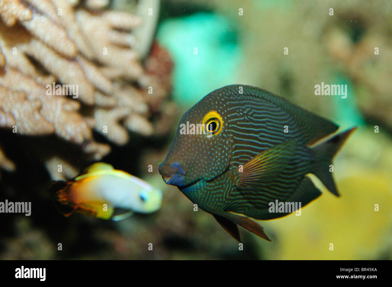 Spotted Surgeonfish (Ctenochaetus strigosus) and Fire Goby ...