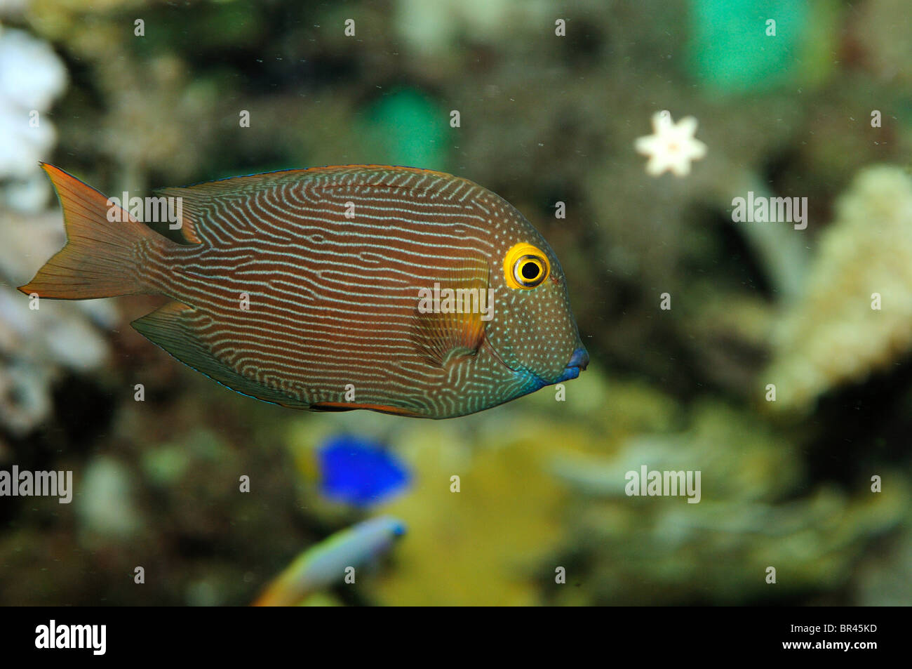 Ctenochaetus strigosus hi-res stock photography and images - Alamy