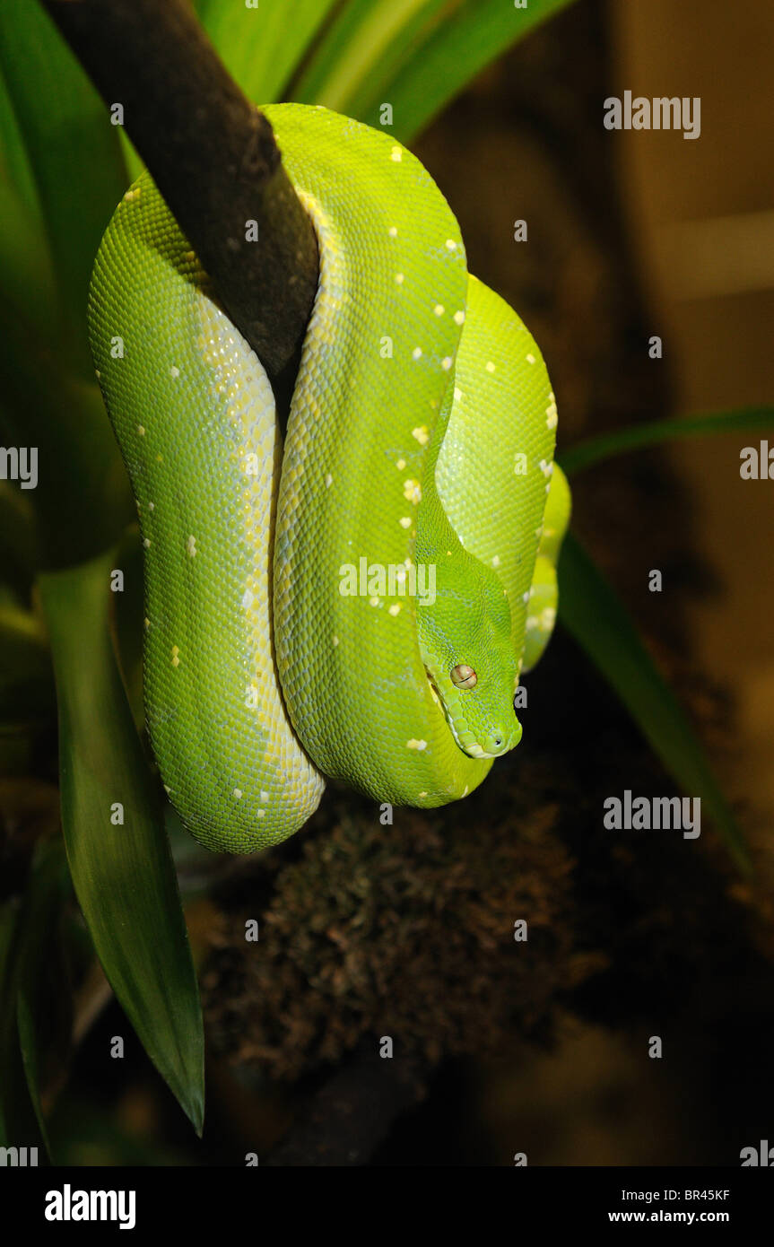Green Tree Python (Morelia viridis Stock Photo - Alamy