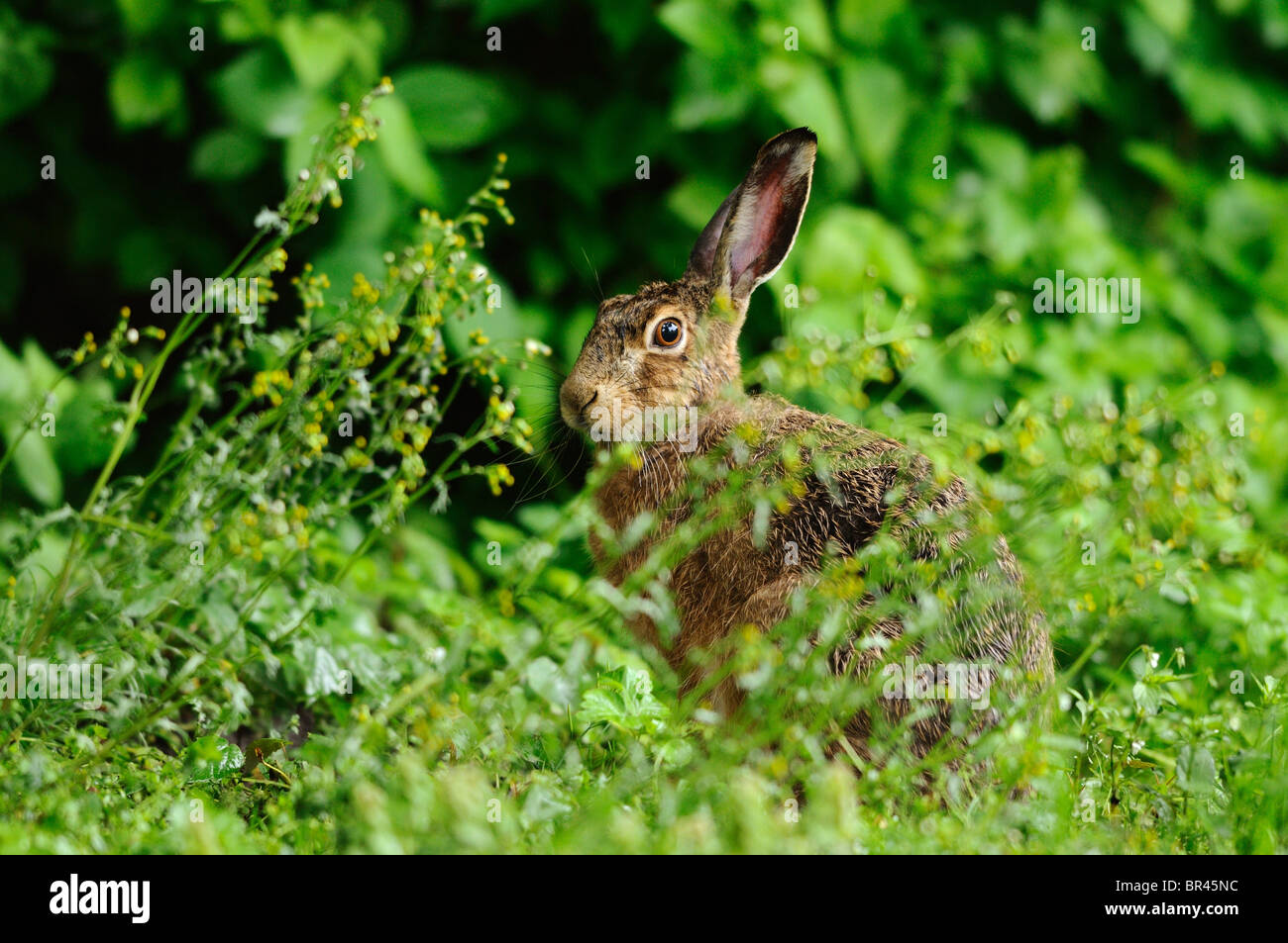 European Hare (Lepus europaeus) in meadow Stock Photo - Alamy