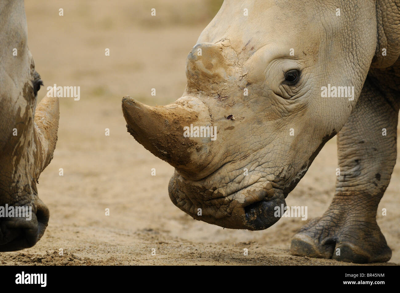 Two Indian Rhinoceri (Rhinoceros unicornis) standing face to face ...