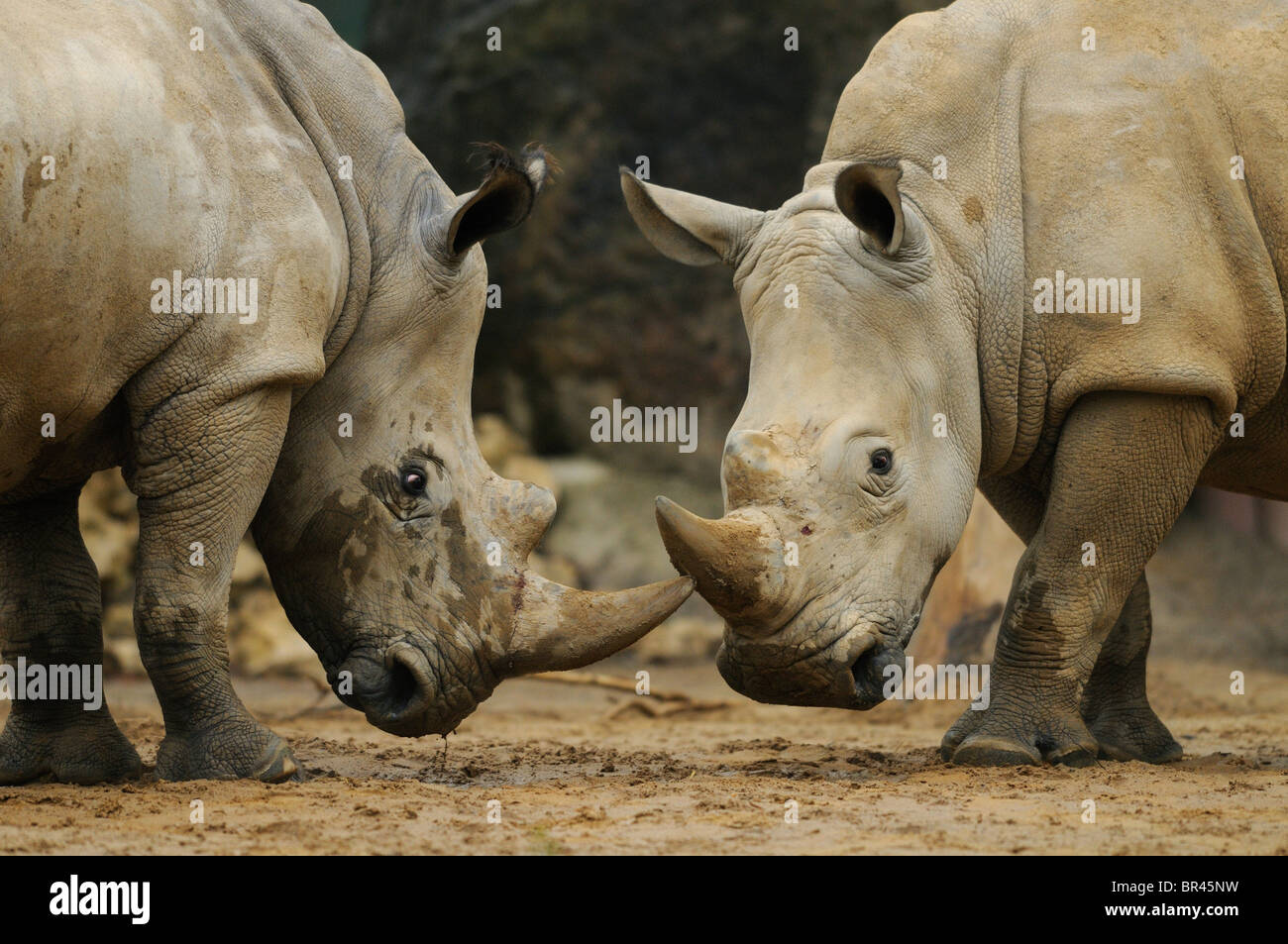 Two Indian Rhinoceri (Rhinoceros unicornis) standing face to face Stock ...