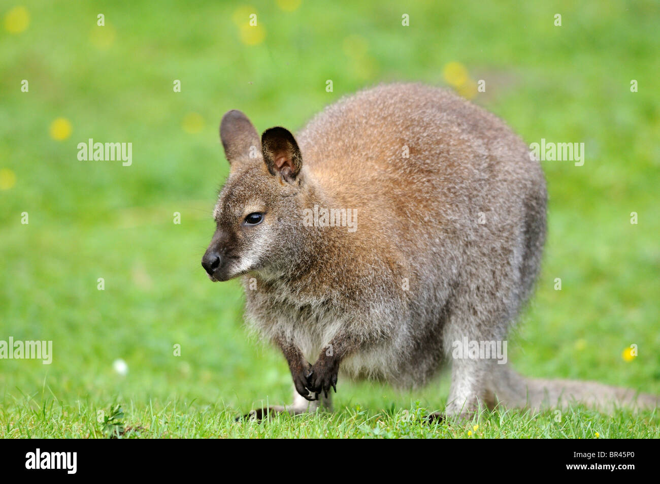 Tammar Wallaby (Macropus eugenii) in meadow Stock Photo - Alamy