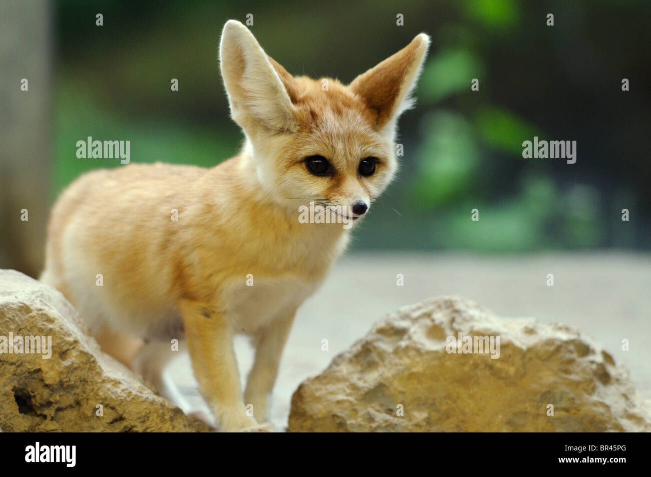 Fennec Fox (Vulpes zerda Stock Photo - Alamy
