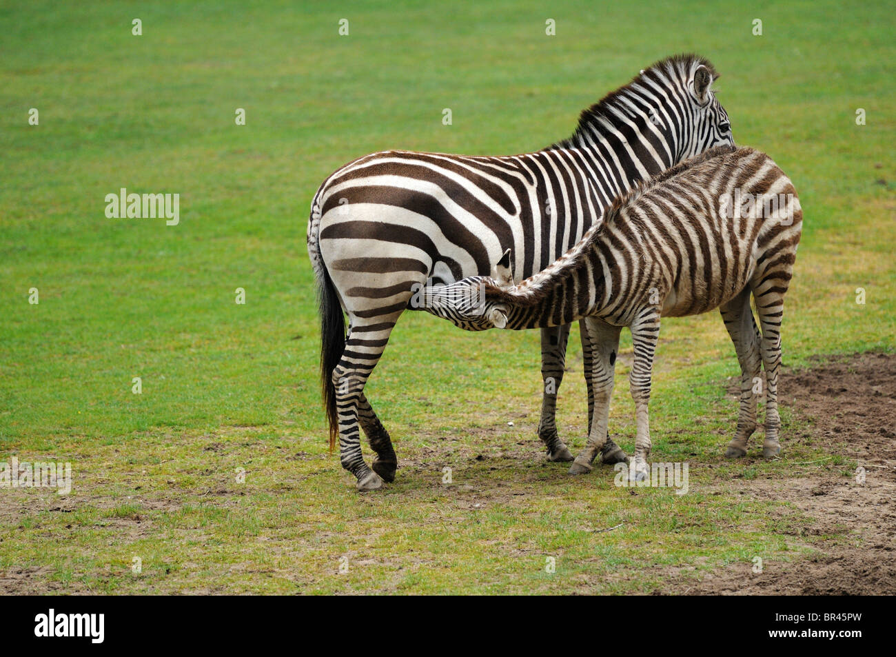 Grants zebra foal hi-res stock photography and images - Alamy