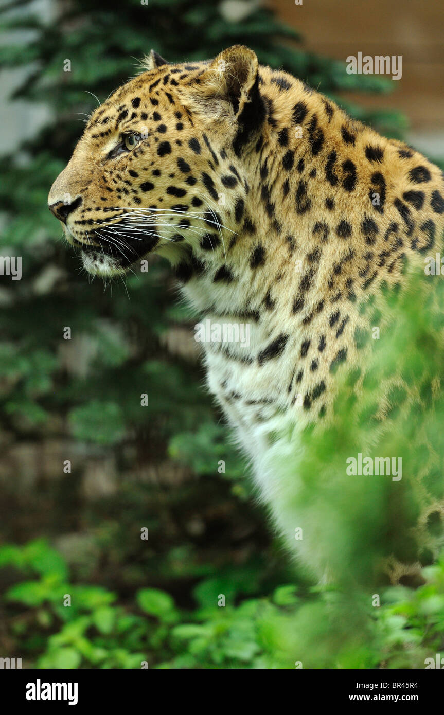 Amur Leopard (Panthera pardus orientalis Stock Photo - Alamy