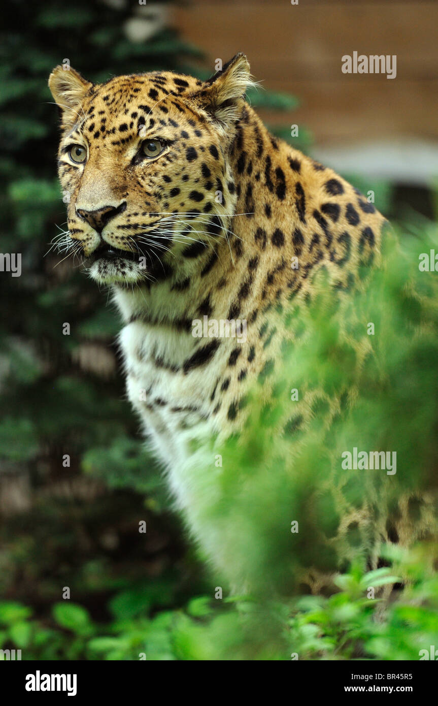 Amur Leopard (Panthera pardus orientalis Stock Photo - Alamy