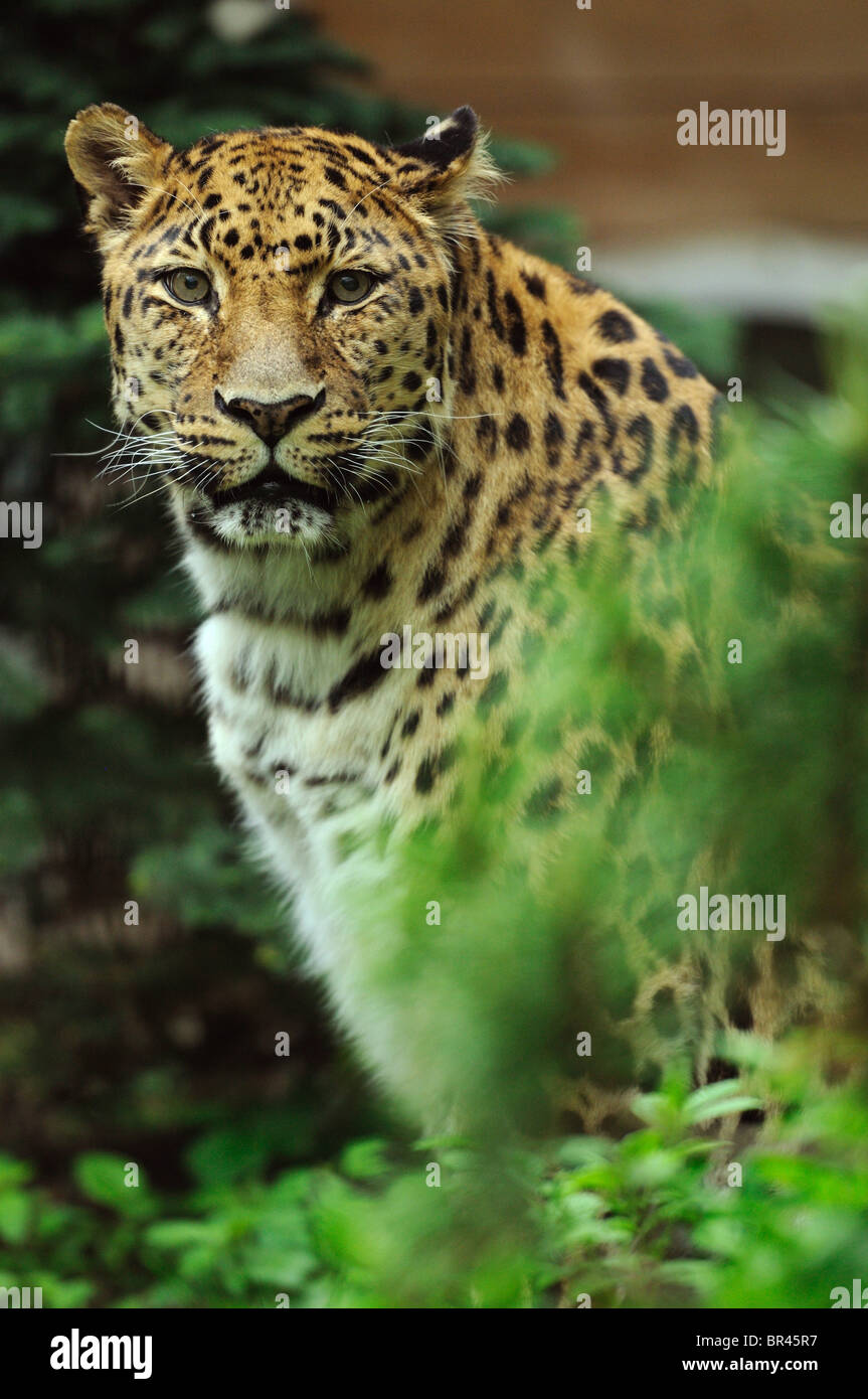 Amur Leopard (Panthera pardus orientalis Stock Photo - Alamy