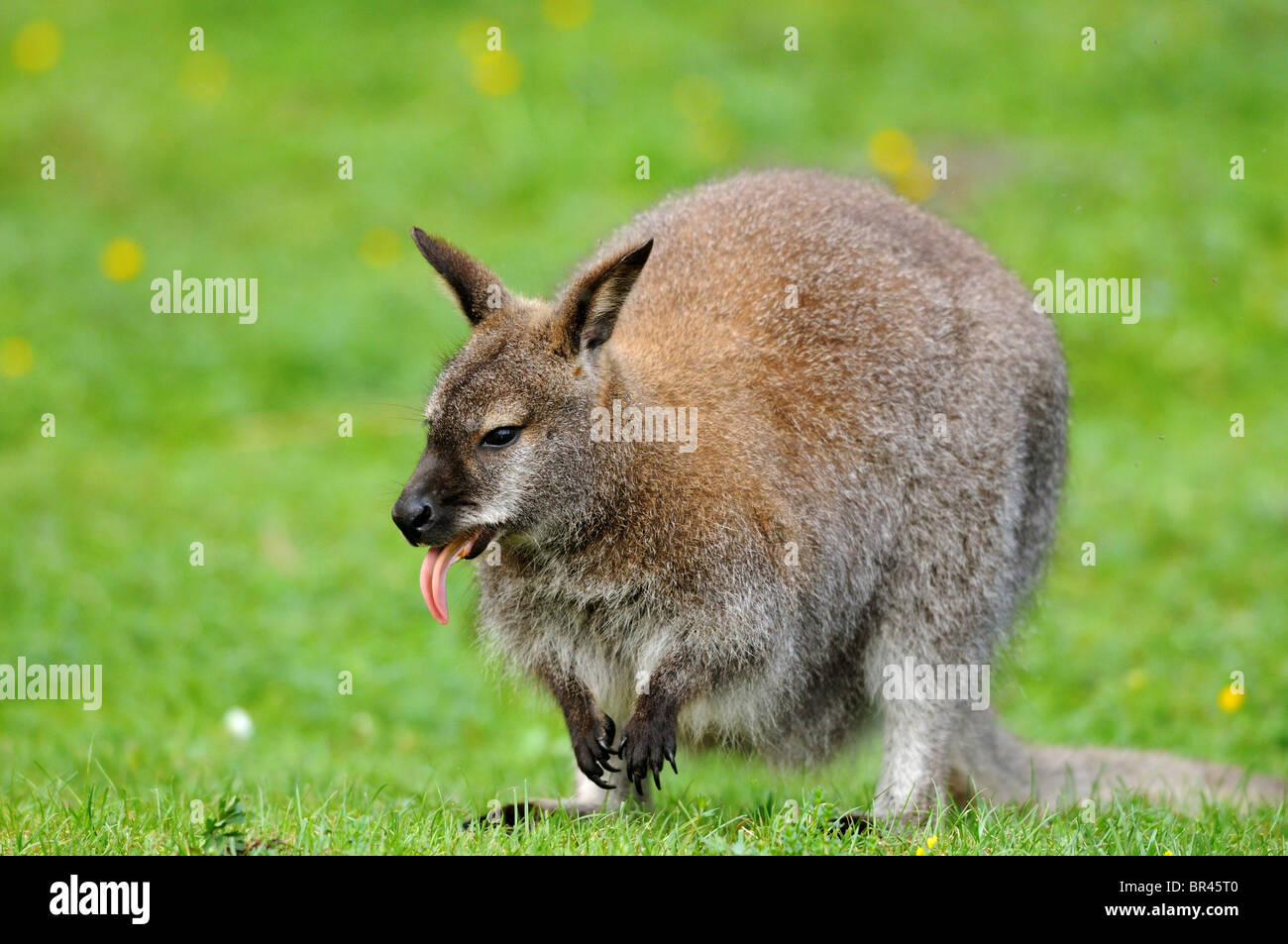 Tammar wallaby macropus eugenii hi-res stock photography and images - Alamy