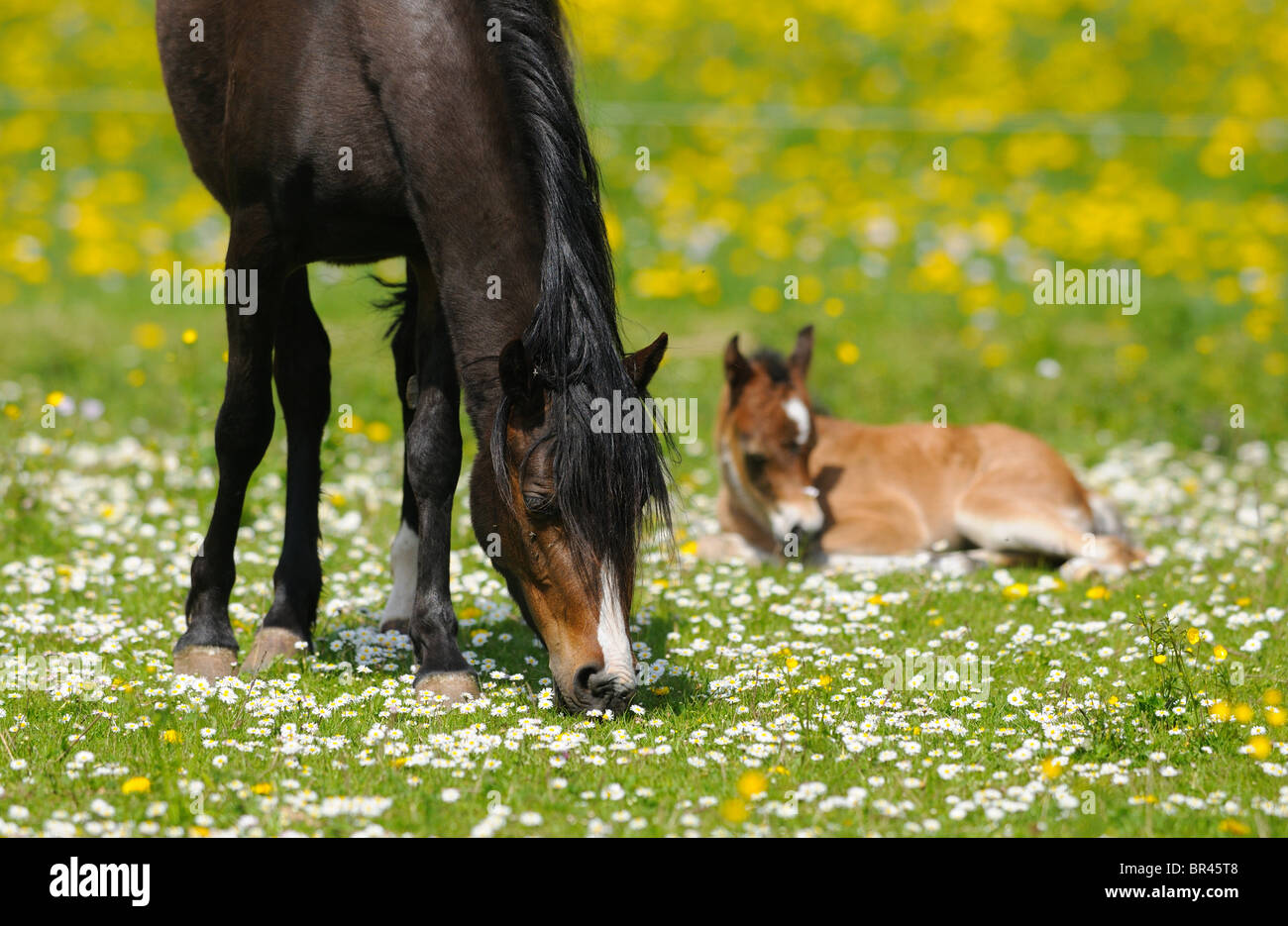 Welsh pony section b hi-res stock photography and images - Alamy