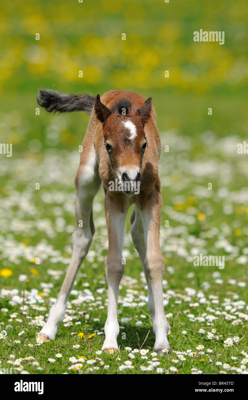 Welsh Pony foal on paddock Stock Photo - Alamy