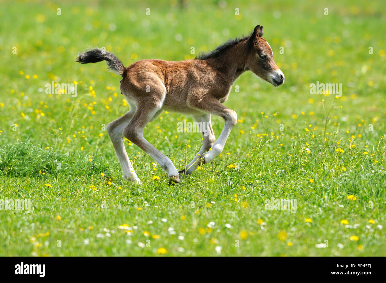 Welsh pony section b hi-res stock photography and images - Alamy
