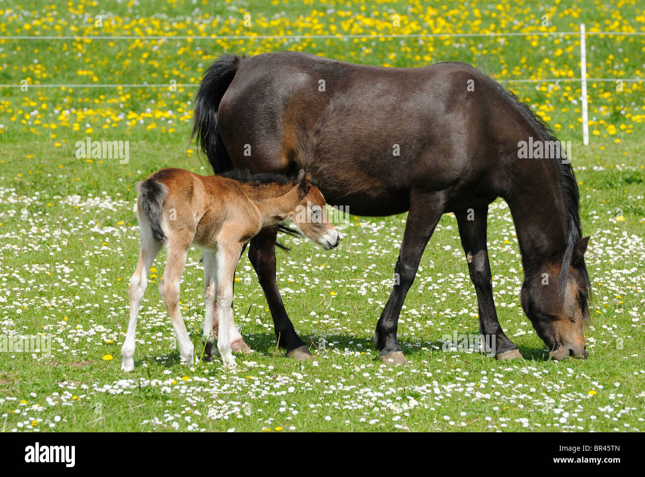 Two Welsh Ponys on paddock Stock Photo - Alamy
