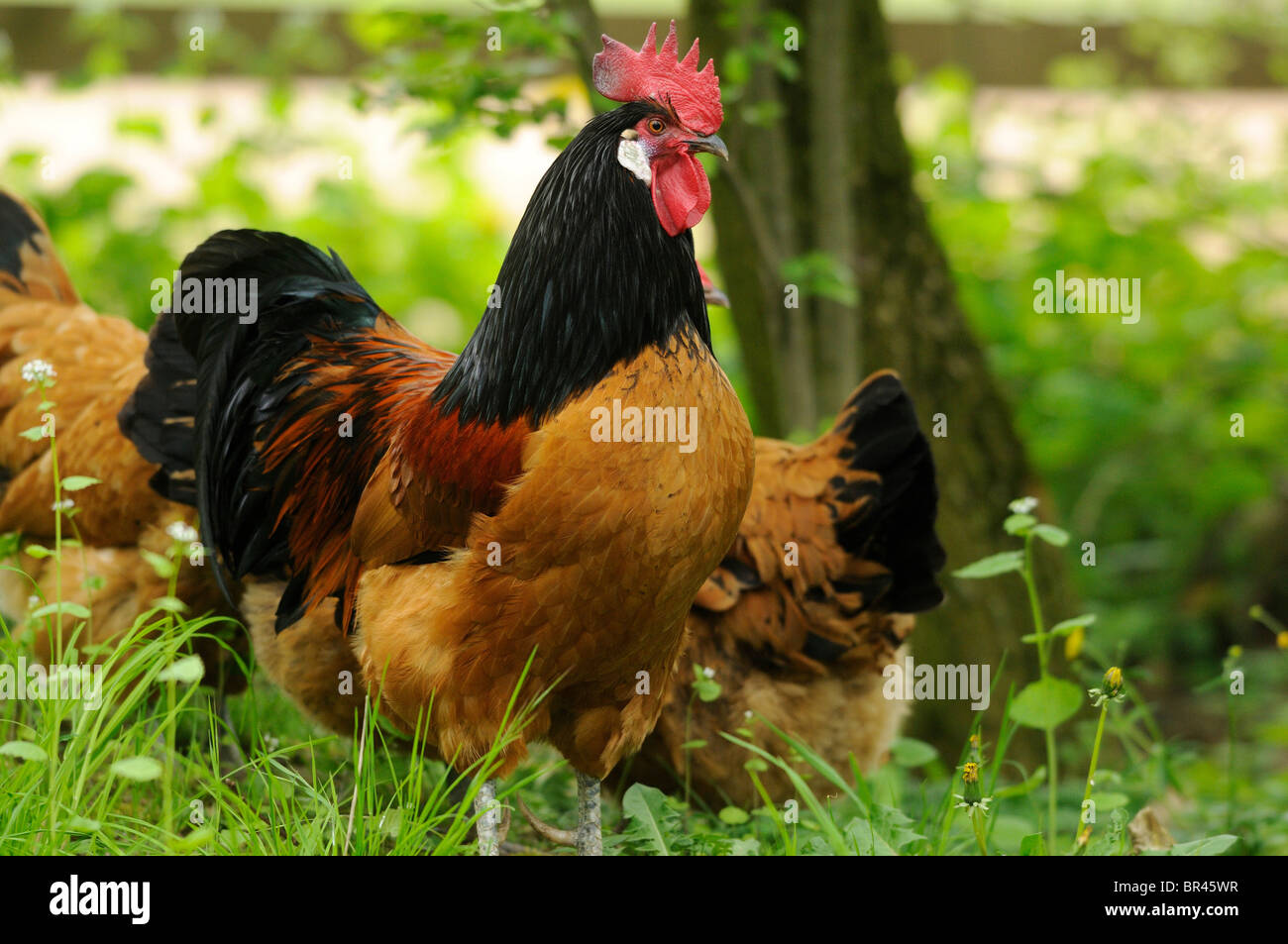 Chicken (Gallus gallus domesticus), rooster and hens Stock Photo - Alamy