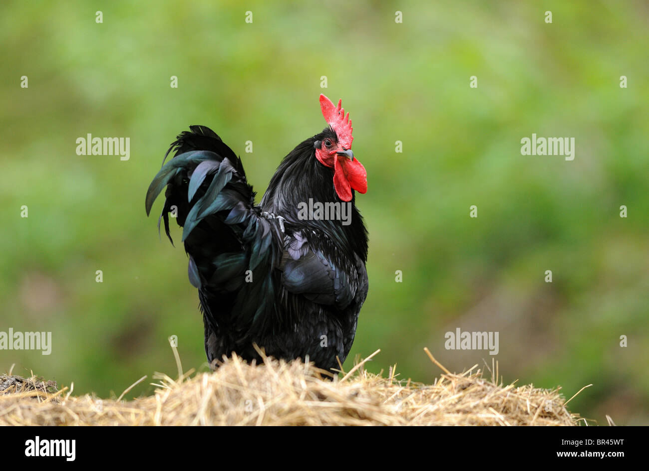 Chicken (Gallus gallus domesticus), rooster Stock Photo - Alamy