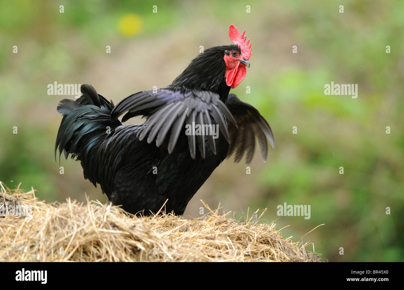 Chicken (Gallus gallus domesticus), rooster Stock Photo - Alamy