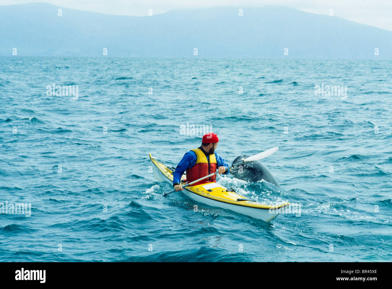 Man kayak and dolphins hi-res stock photography and images - Alamy
