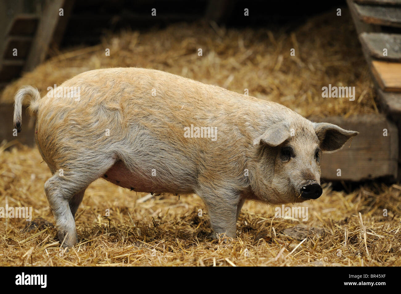 Mangalitsa pig hi-res stock photography and images - Alamy