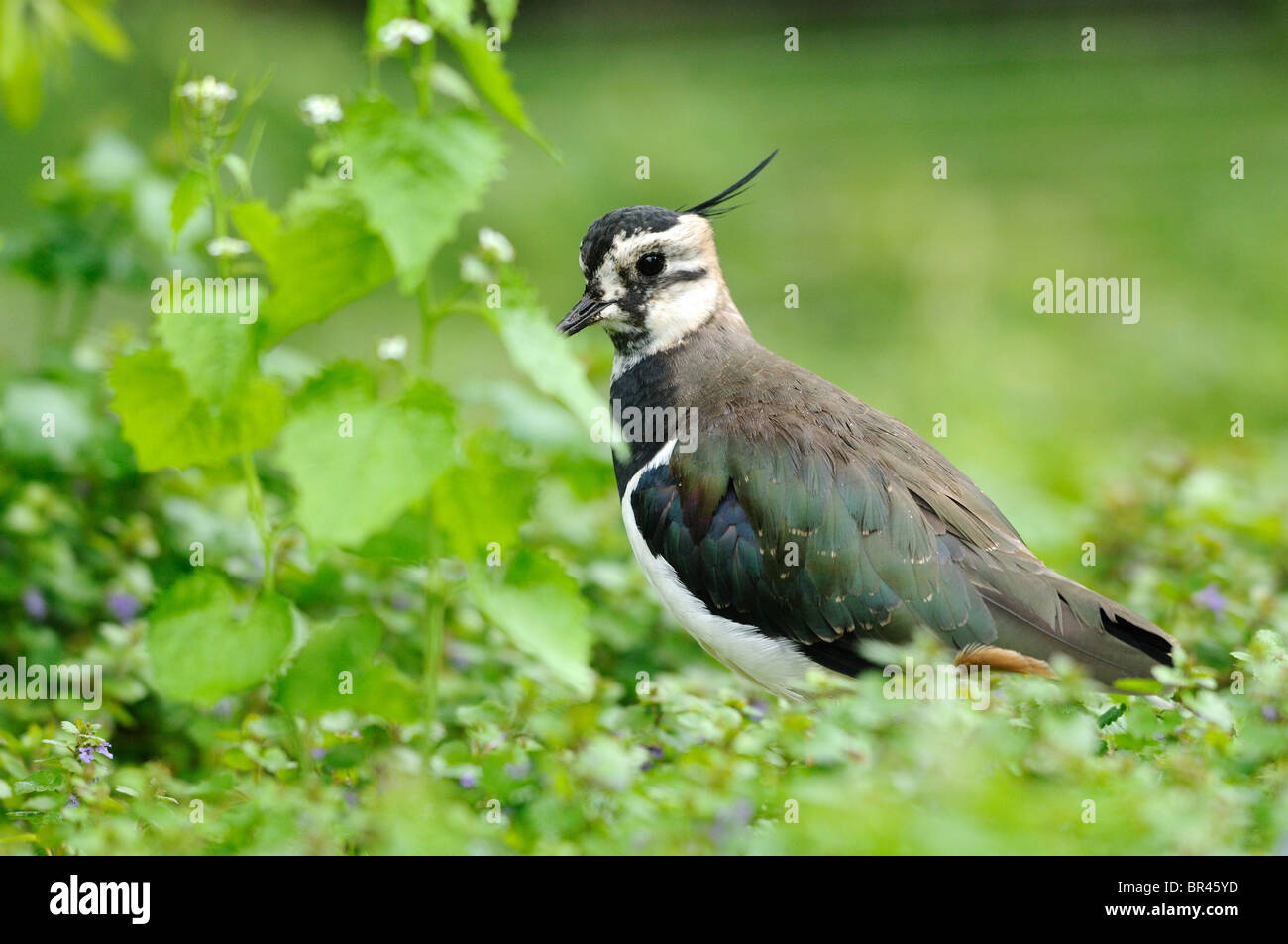 Northern Lapwing (Vanellus vanellus) in meadow Stock Photo - Alamy