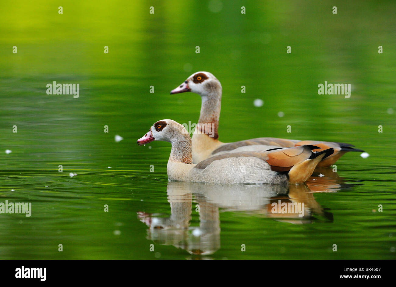 Two Egyptian Geese (Alopochen aegyptiacus) on water Stock Photo - Alamy