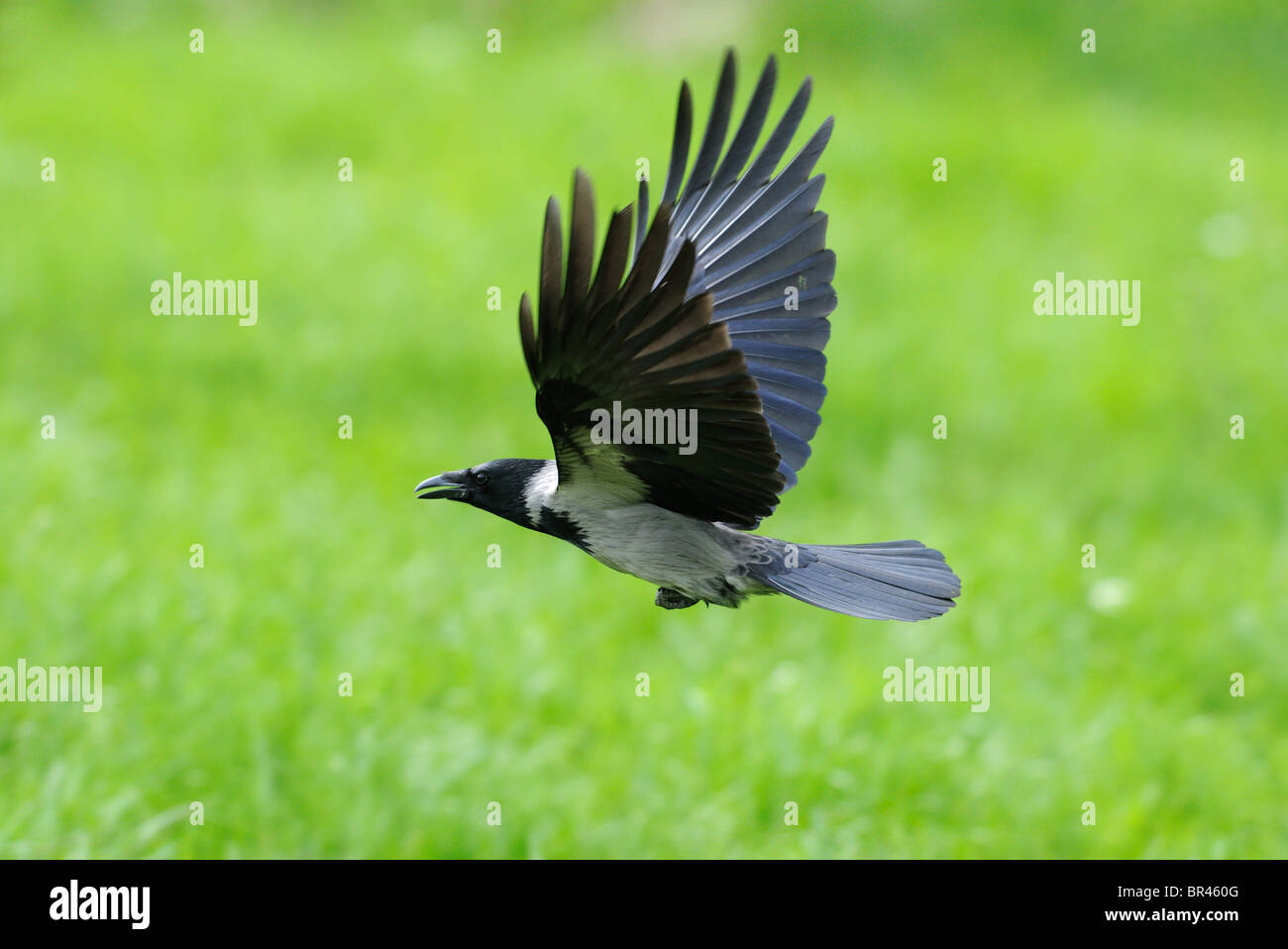 Flying Hooded Crow (Corvus cornix Stock Photo - Alamy