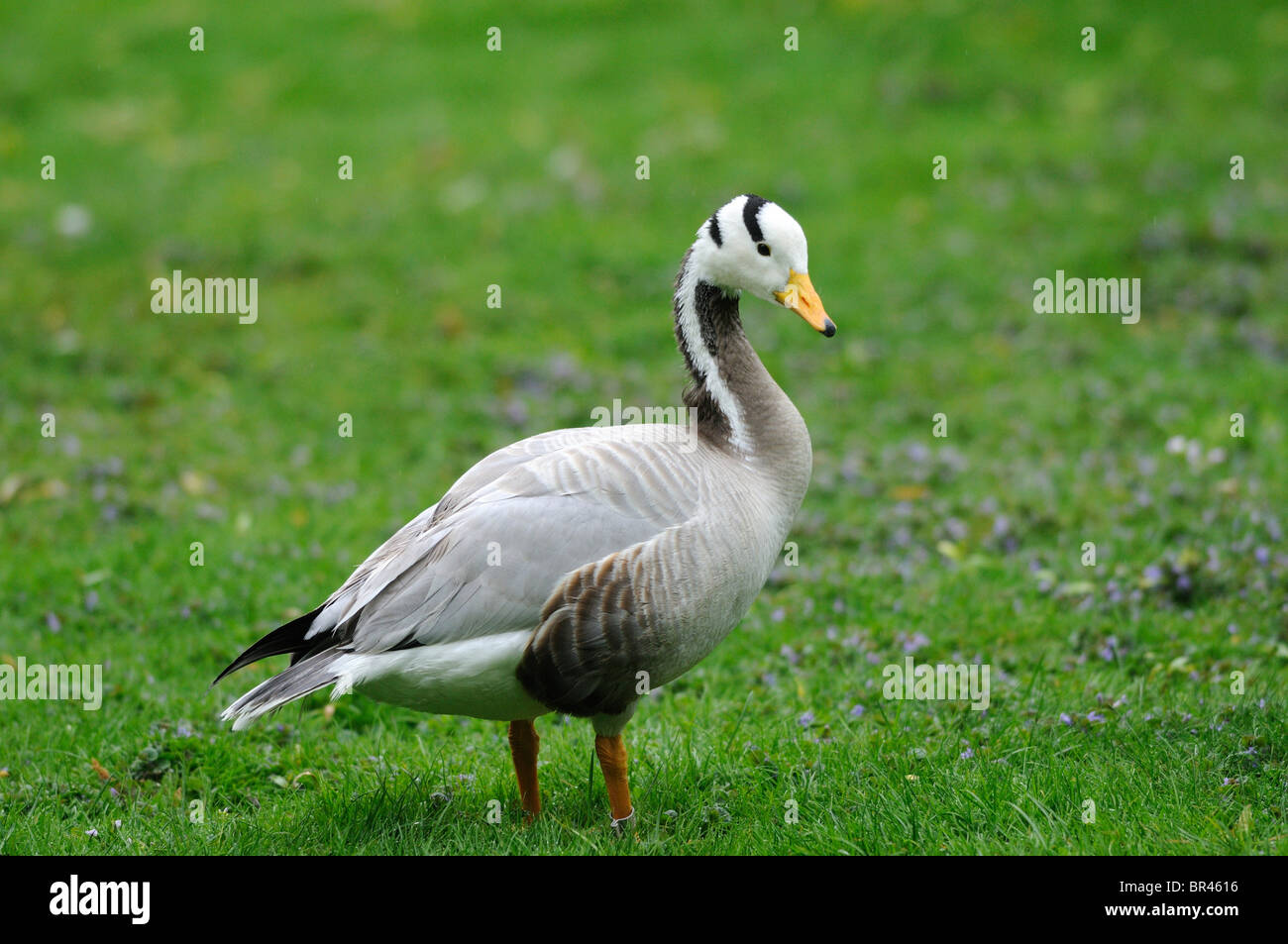 Bar-headed Goose (Anser indicus) in meadow Stock Photo - Alamy
