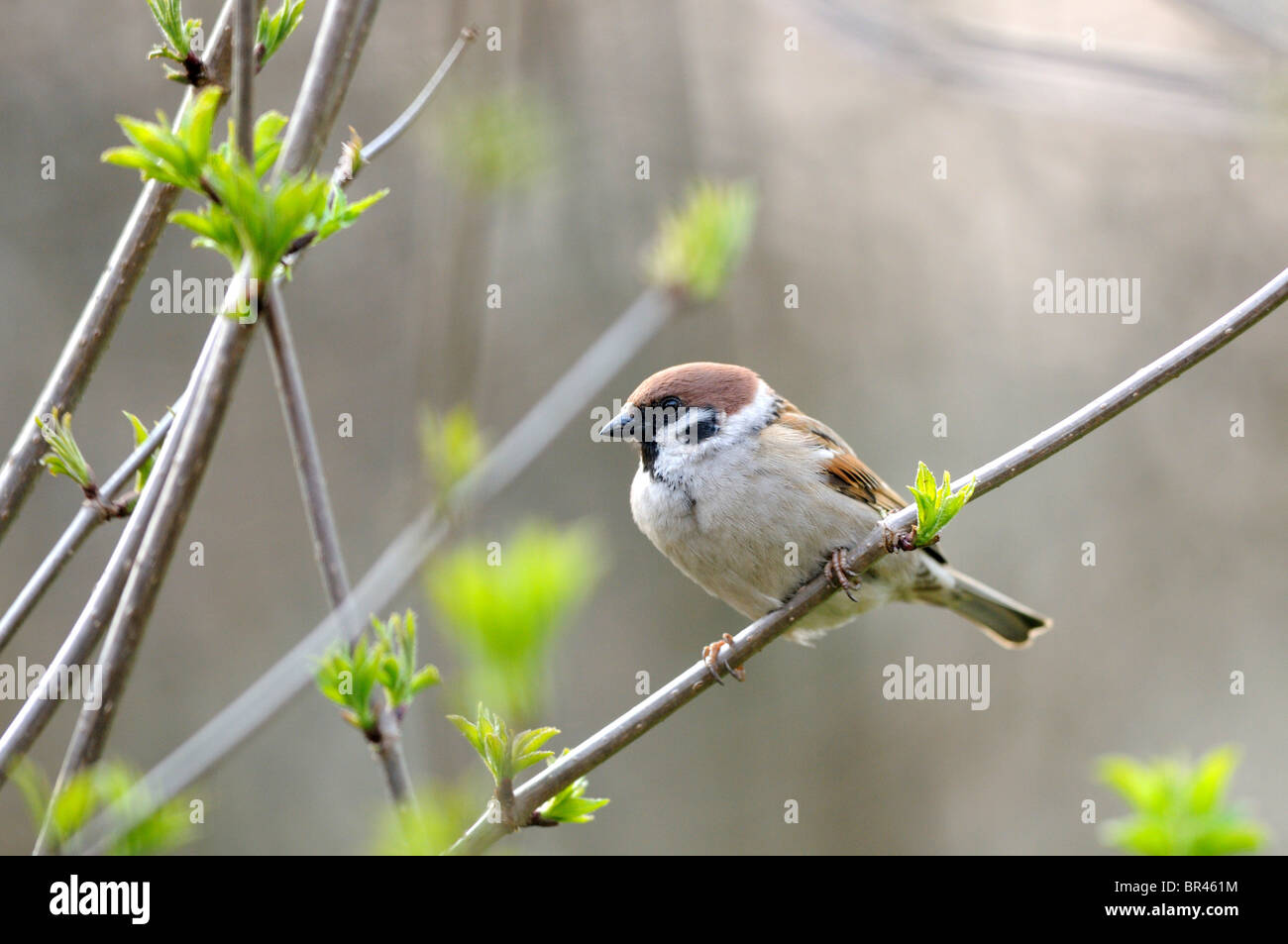 House sparrow on branch in hi-res stock photography and images - Alamy