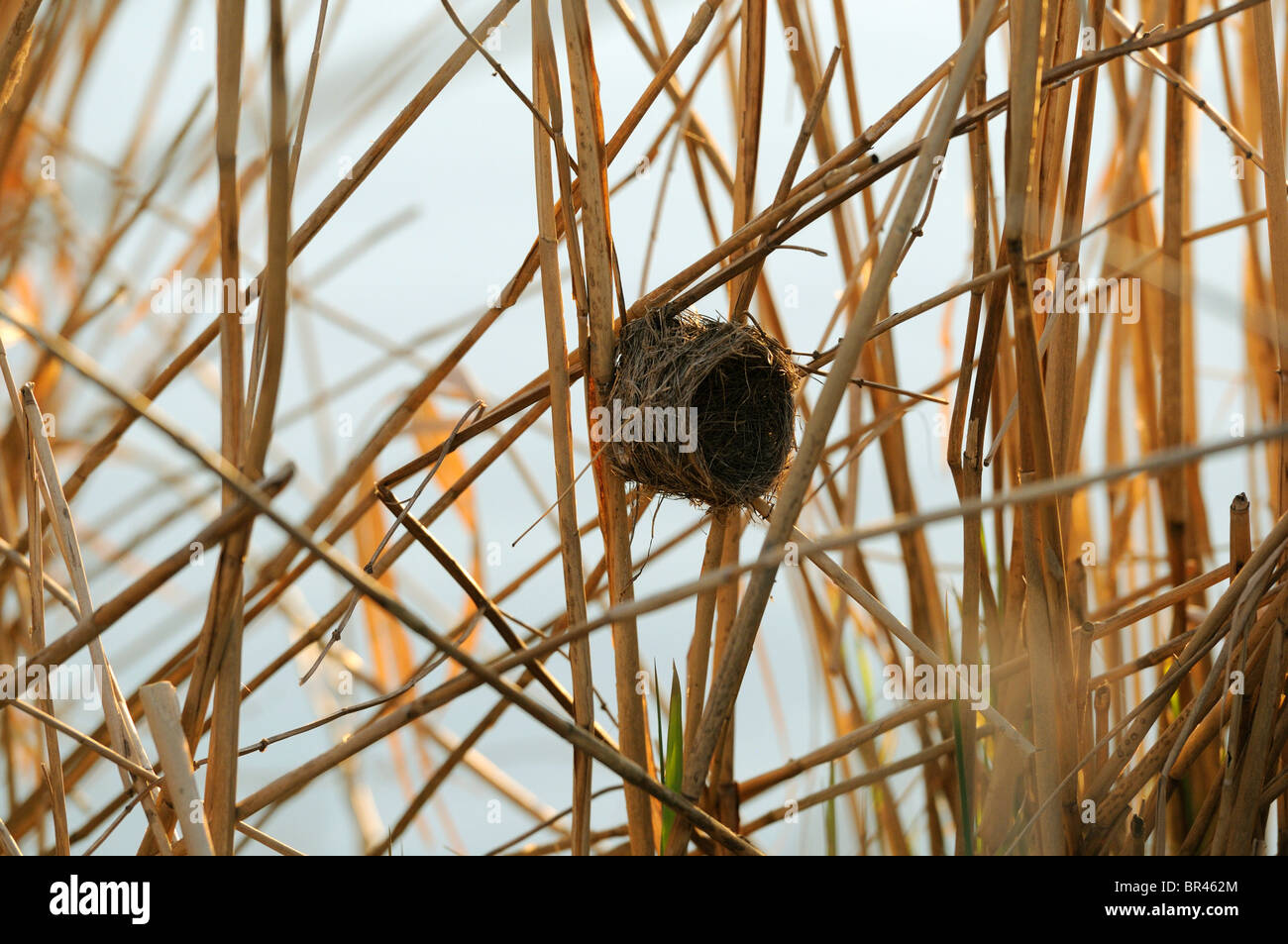 Empty nest of a Reed Warbler (Acrocephalus scirpaceus Stock Photo - Alamy