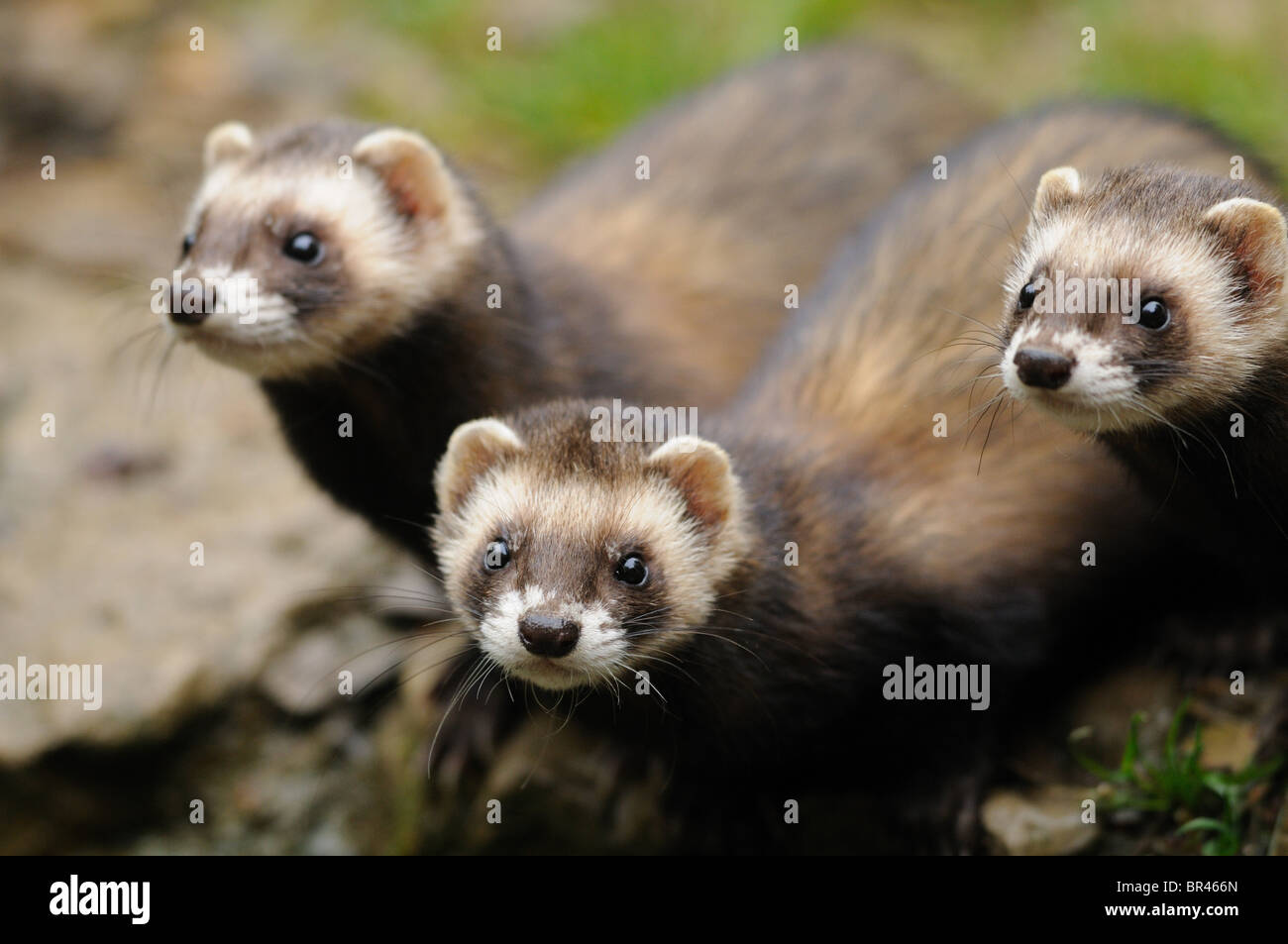 Polecats hi-res stock photography and images - Alamy