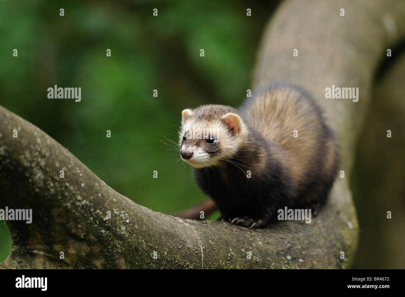 European Polecat (Mustela putorius) on branch Stock Photo - Alamy