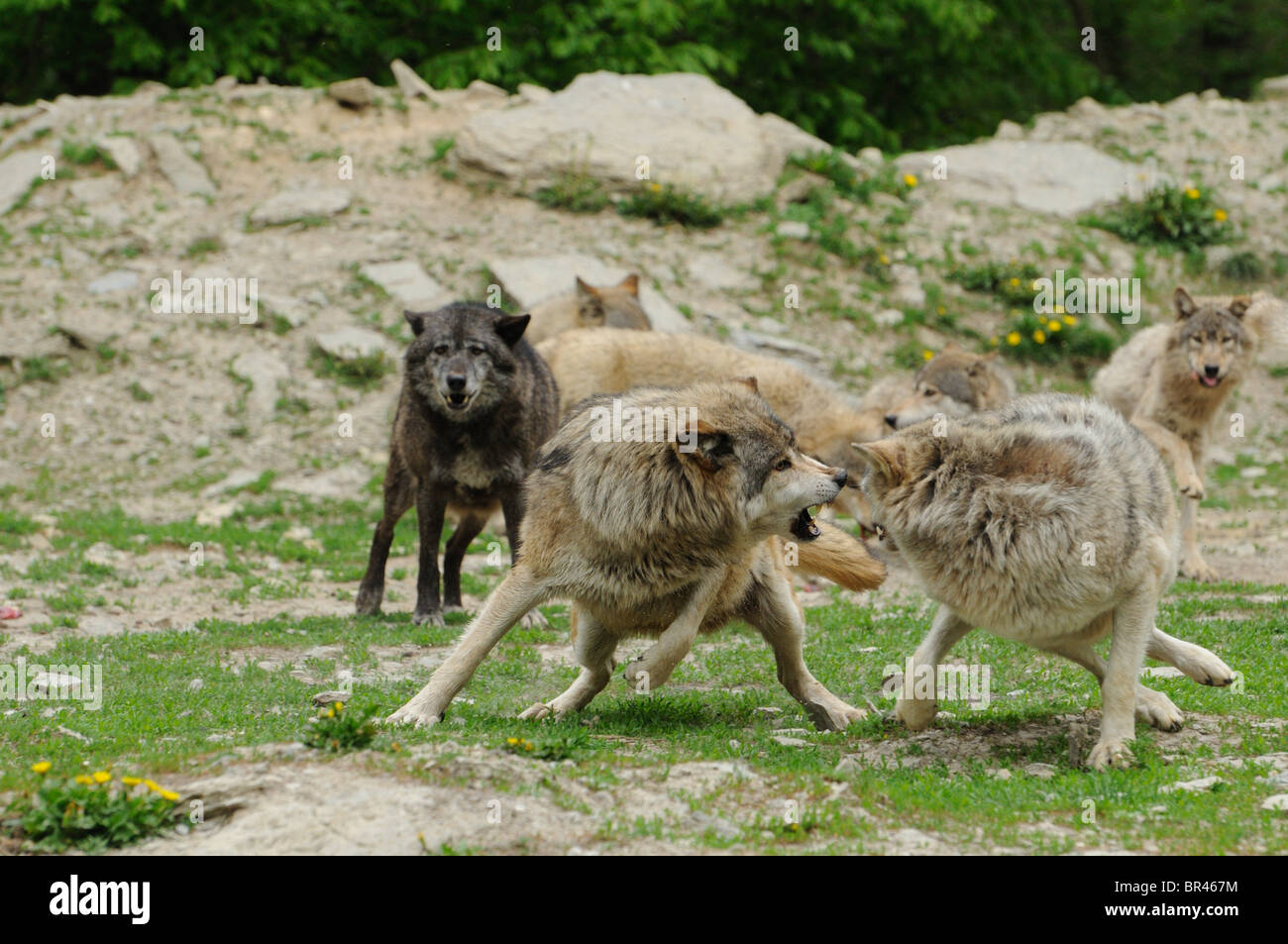 Aggressive pack of Wolves (Canis lupus Stock Photo - Alamy