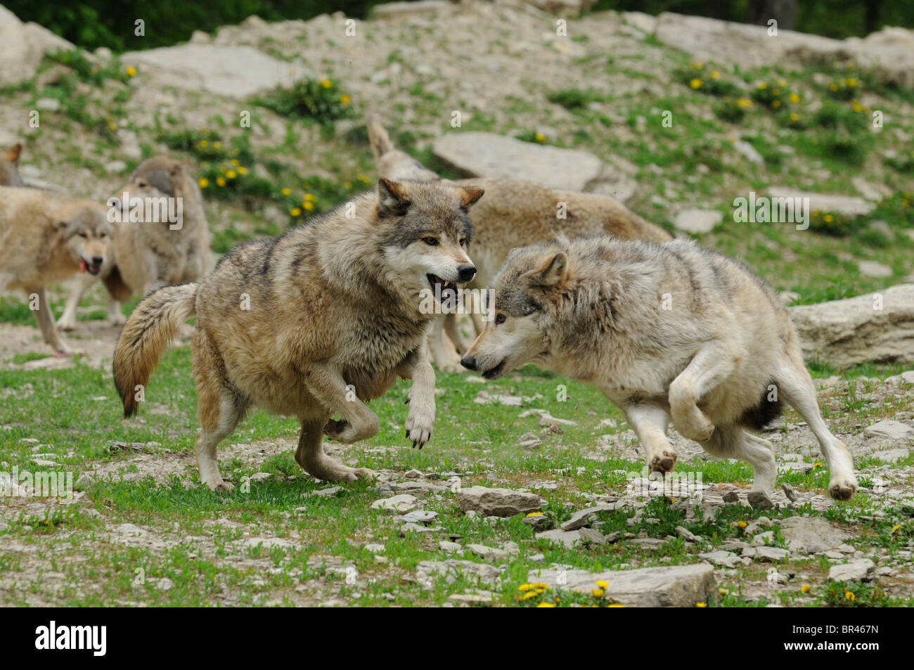 Aggressive pack of Wolves (Canis lupus Stock Photo - Alamy
