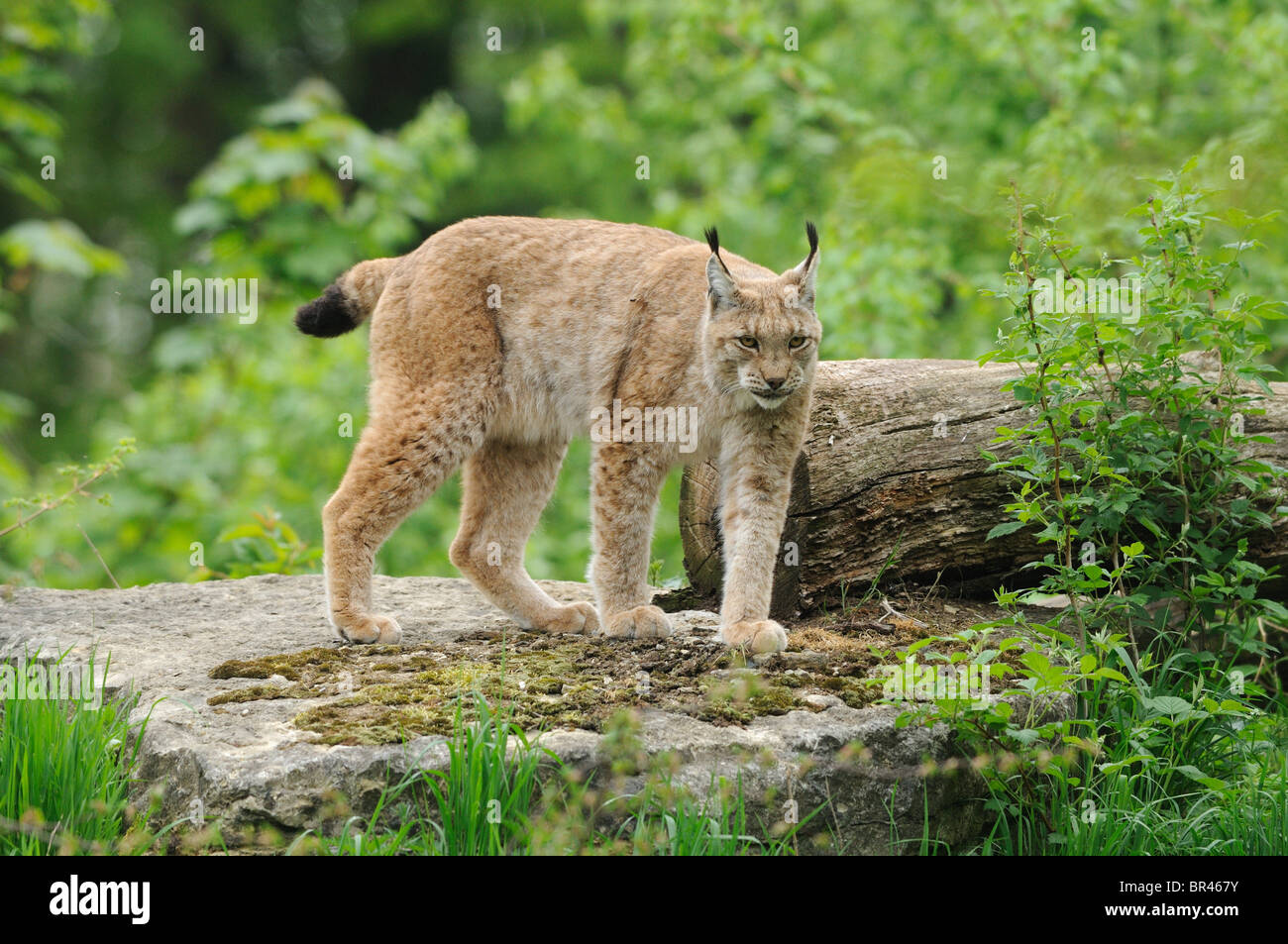 Standing Lynx (Lynx lynx Stock Photo - Alamy