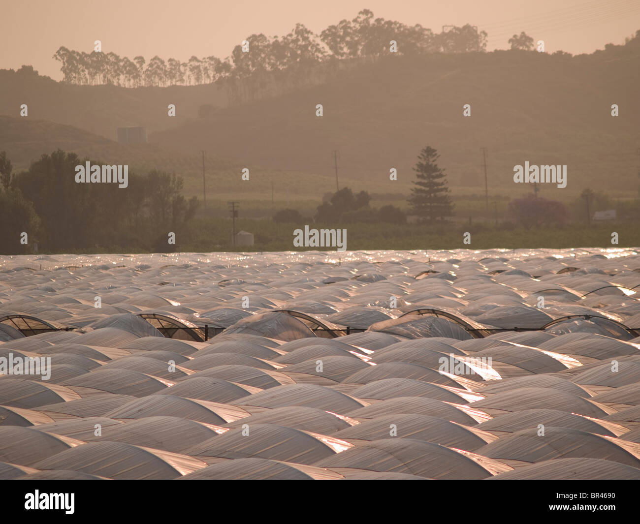 Plastic sheeting creates green houses as they cover farm fields in ...