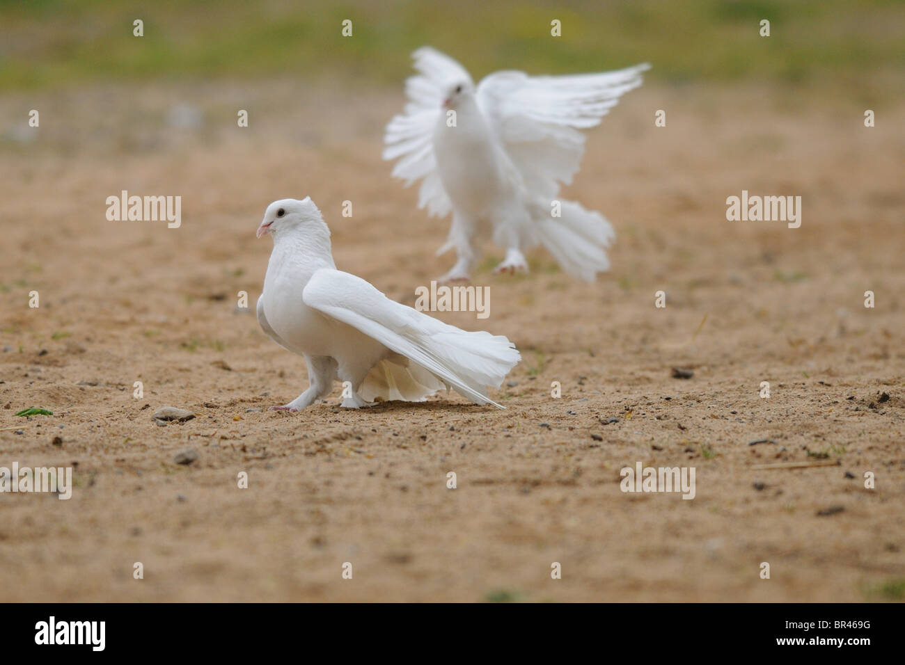 Two white doves (Columbidae Stock Photo - Alamy