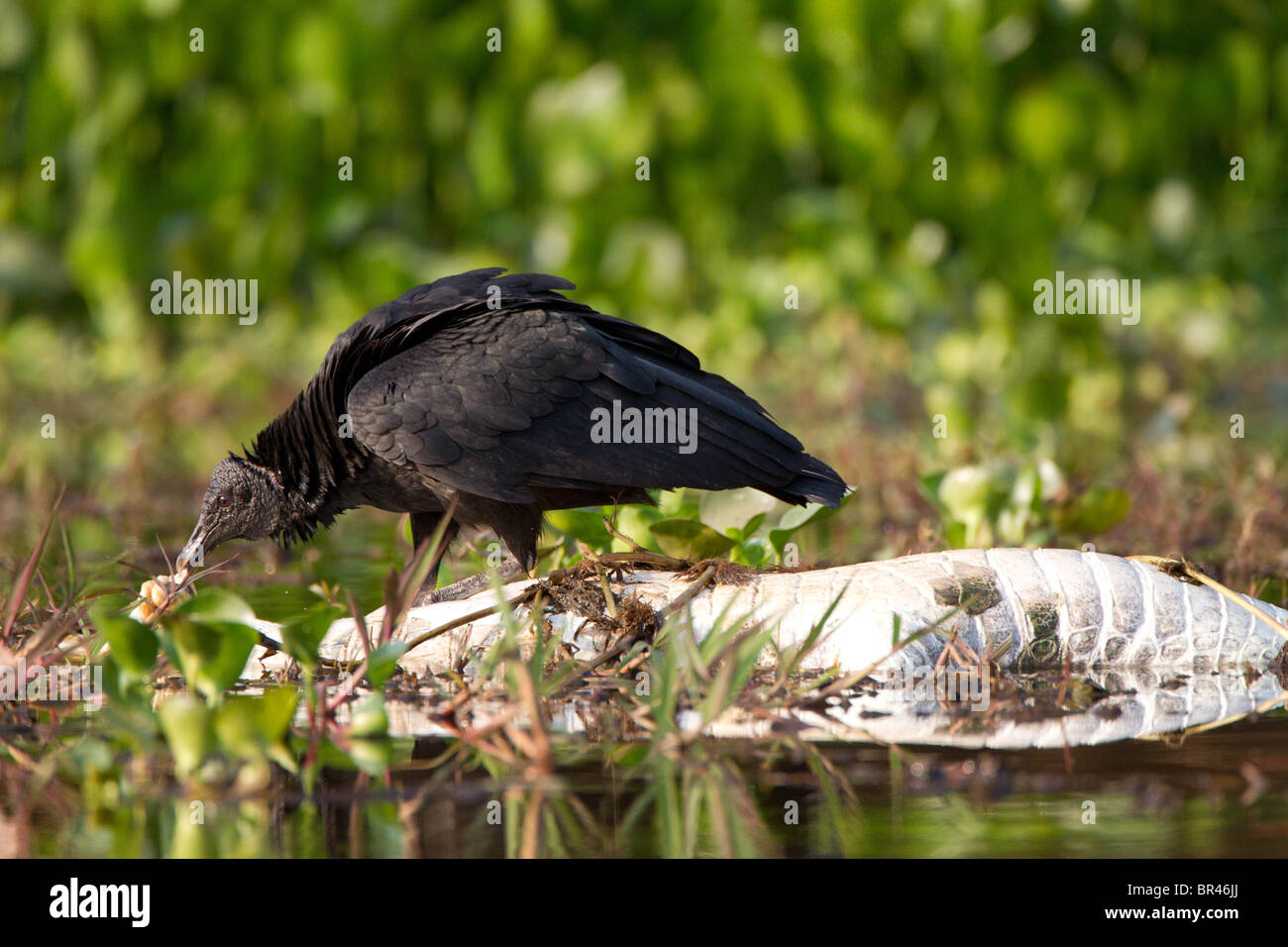 Black caiman eating hi-res stock photography and images - Alamy