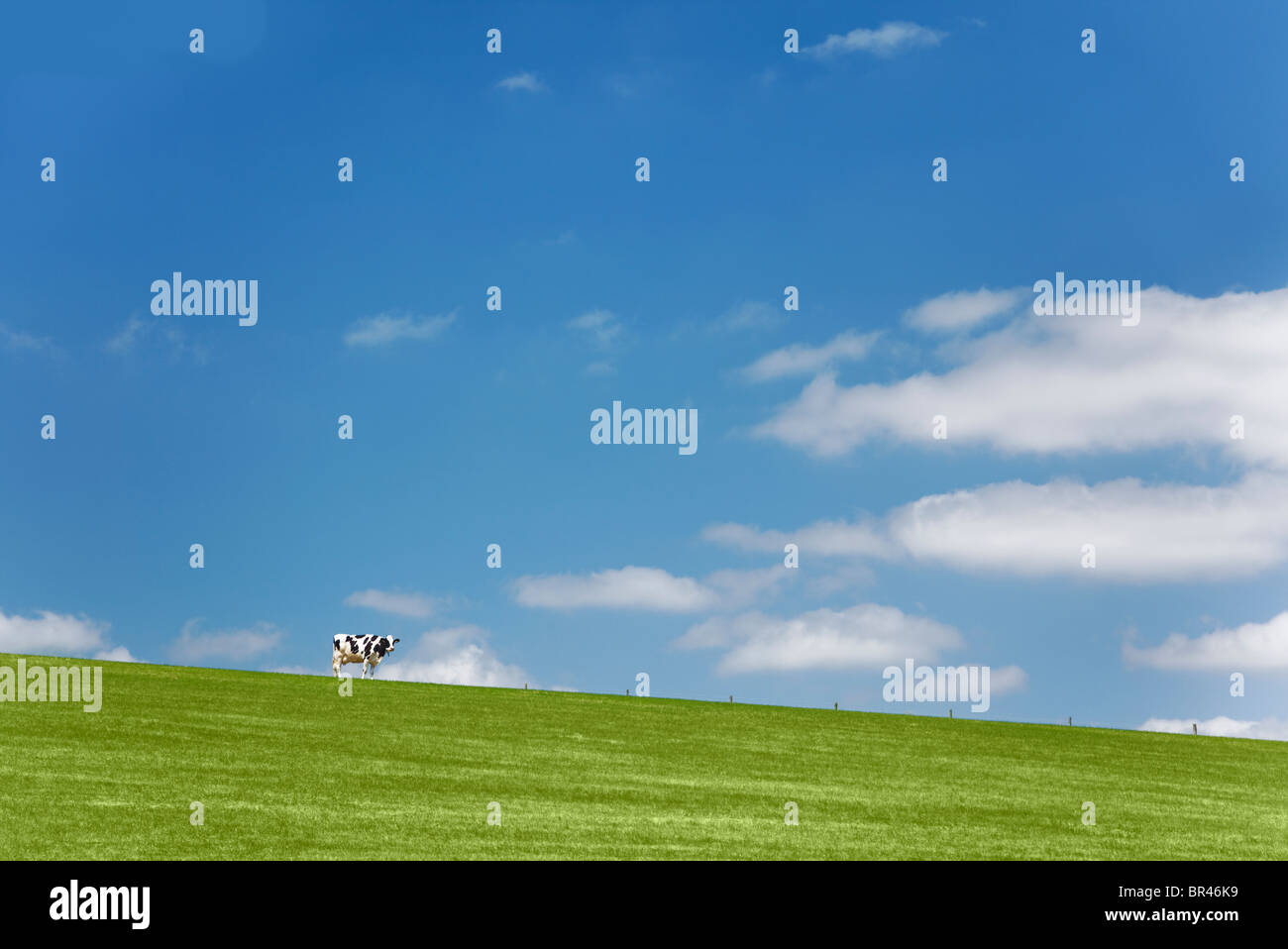 Cow blue sky green grass Stock Photo - Alamy
