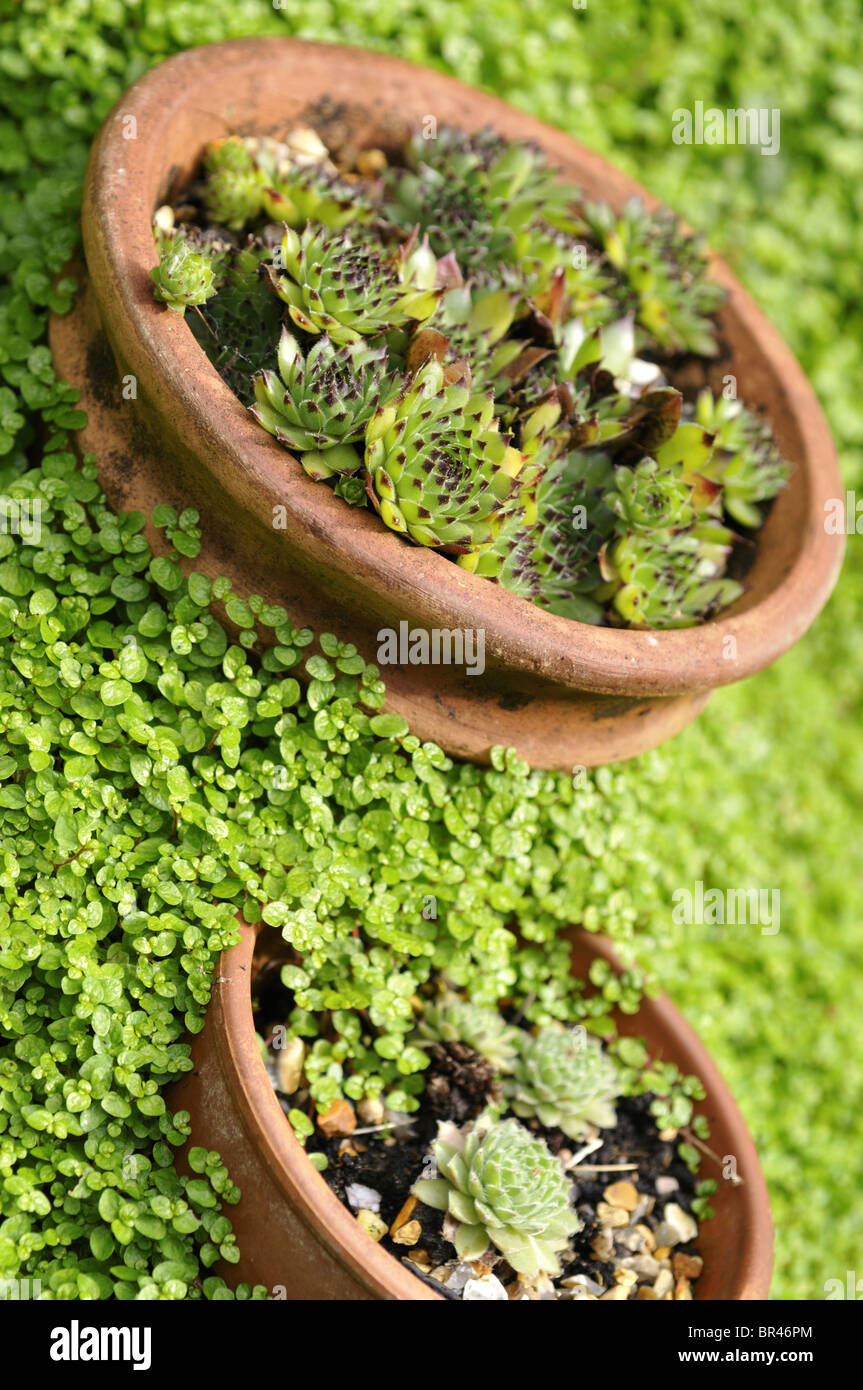 Sempervivum tectorum (Houseleek Stock Photo - Alamy