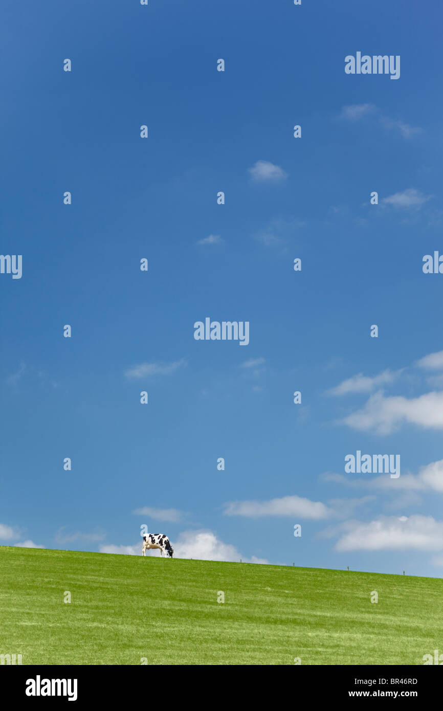 Moo cow hi-res stock photography and images - Alamy