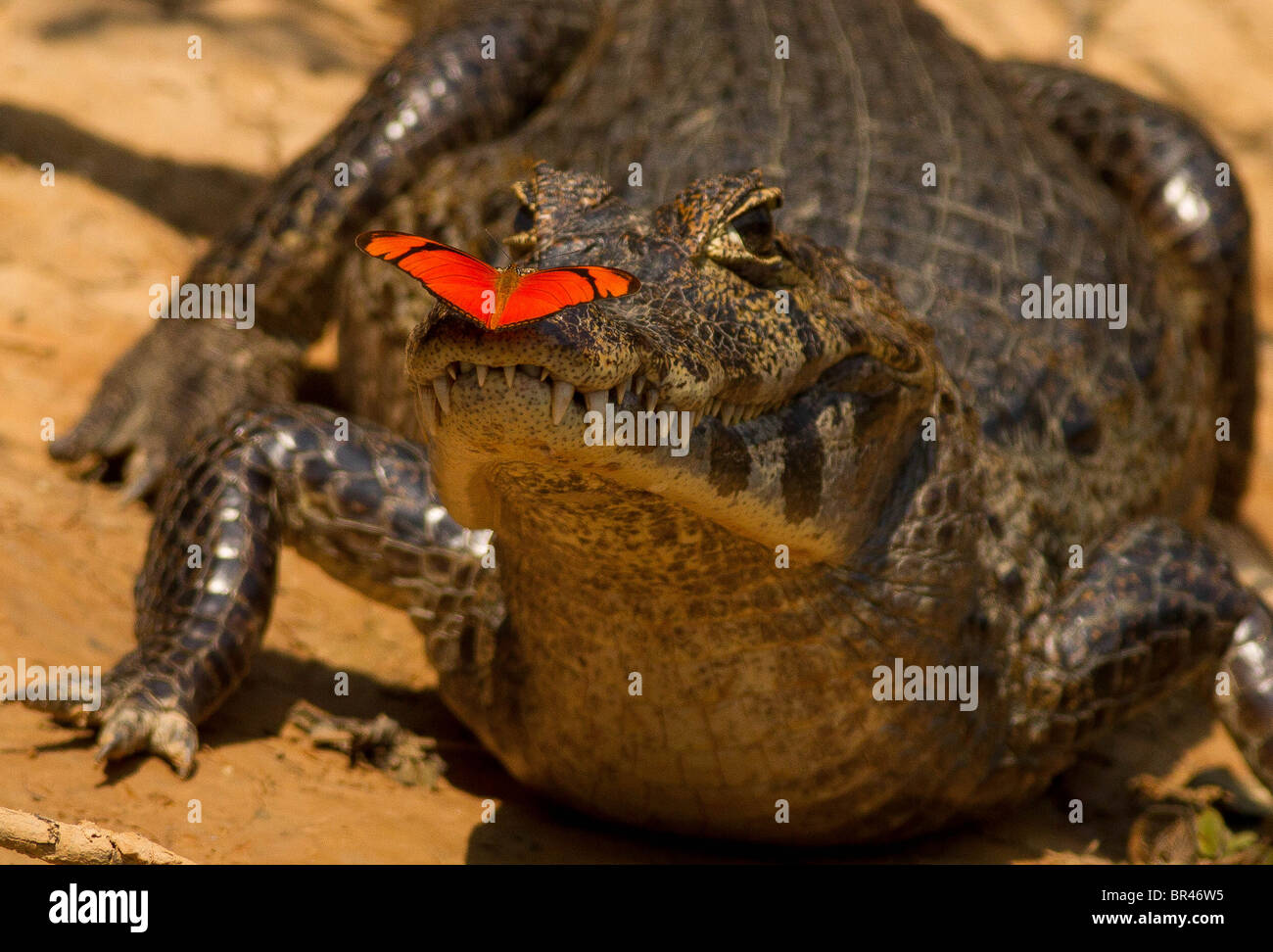 Caiman butterfly hi-res stock photography and images - Alamy