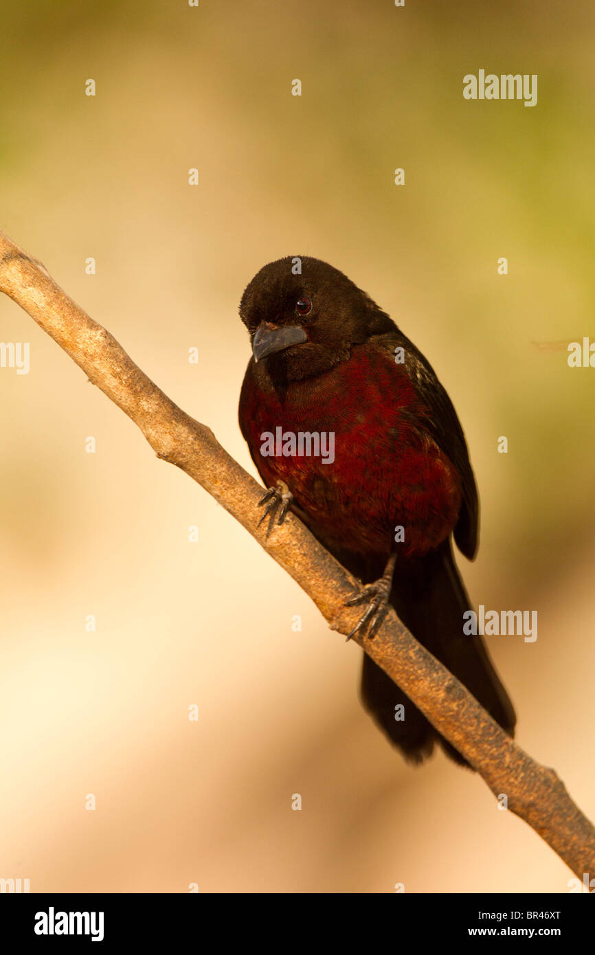 Female silver-beaked tanager perched against a yellow green background ...