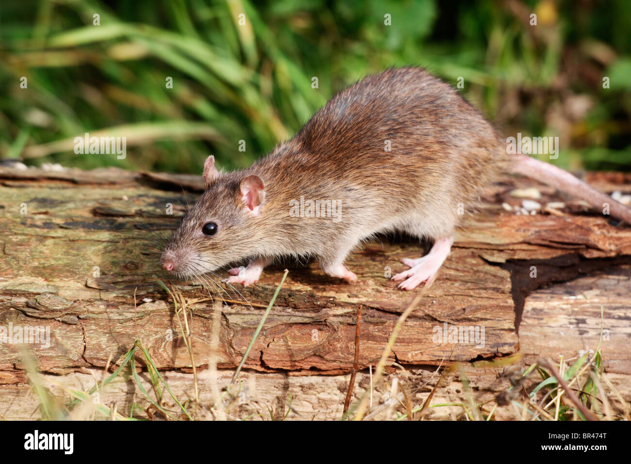 Brown rat, Rattus norvegicus, single animal on log, Midlands, September ...