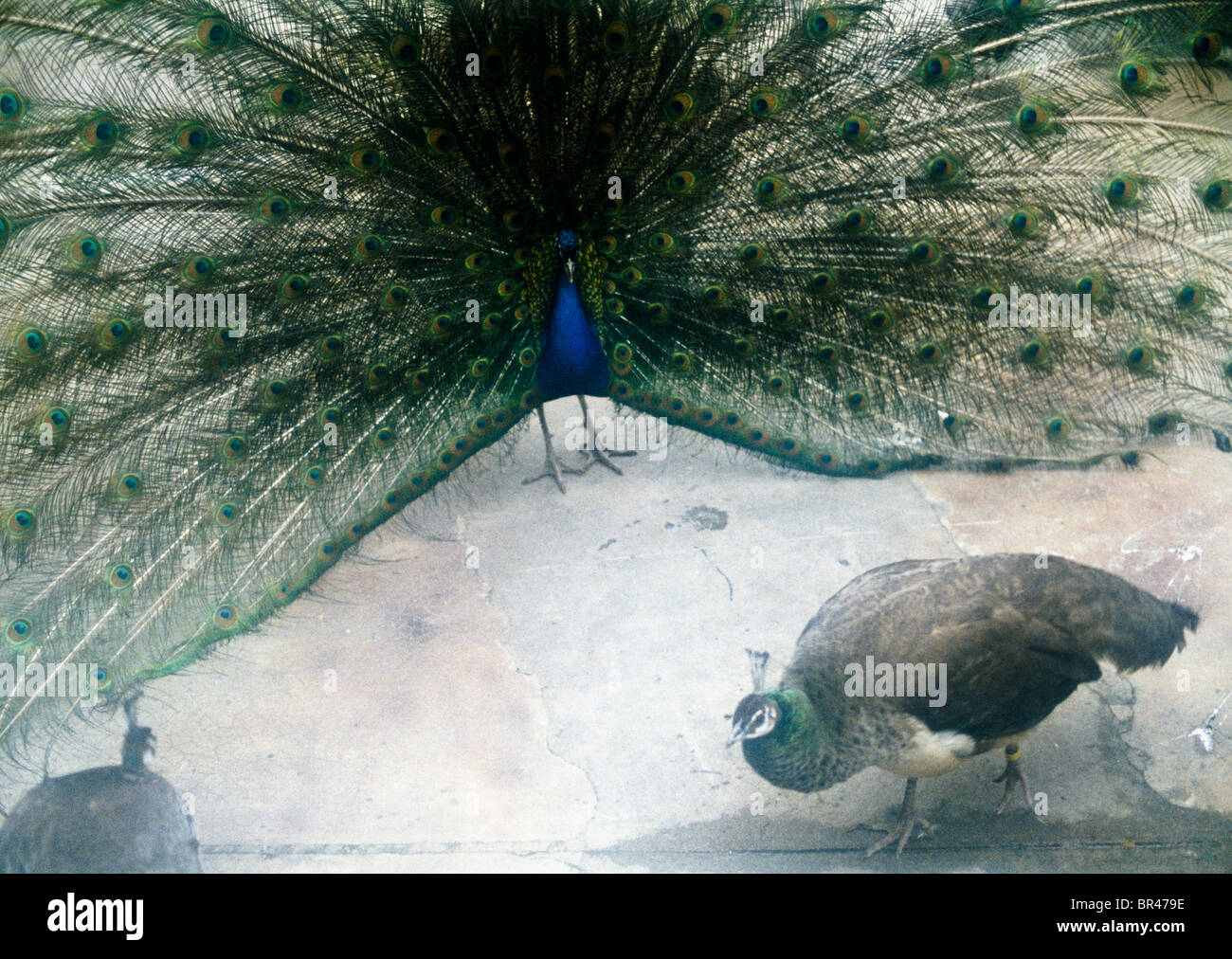 Peacock hi-res stock photography and images - Alamy