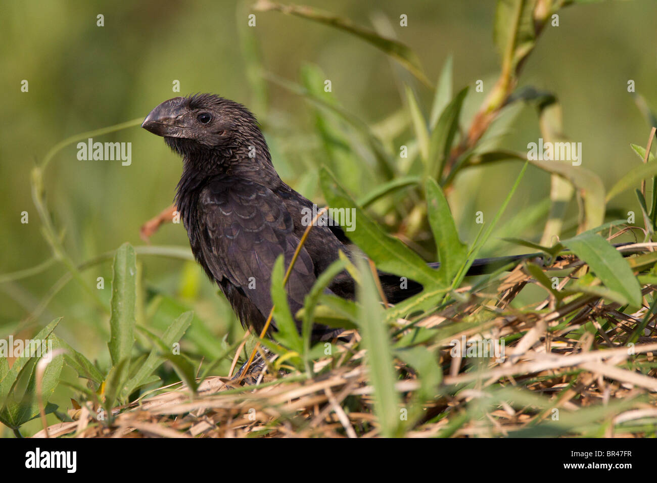 Smooth billed Ani bird sitting in green grass in the Brazil Pantanal ...