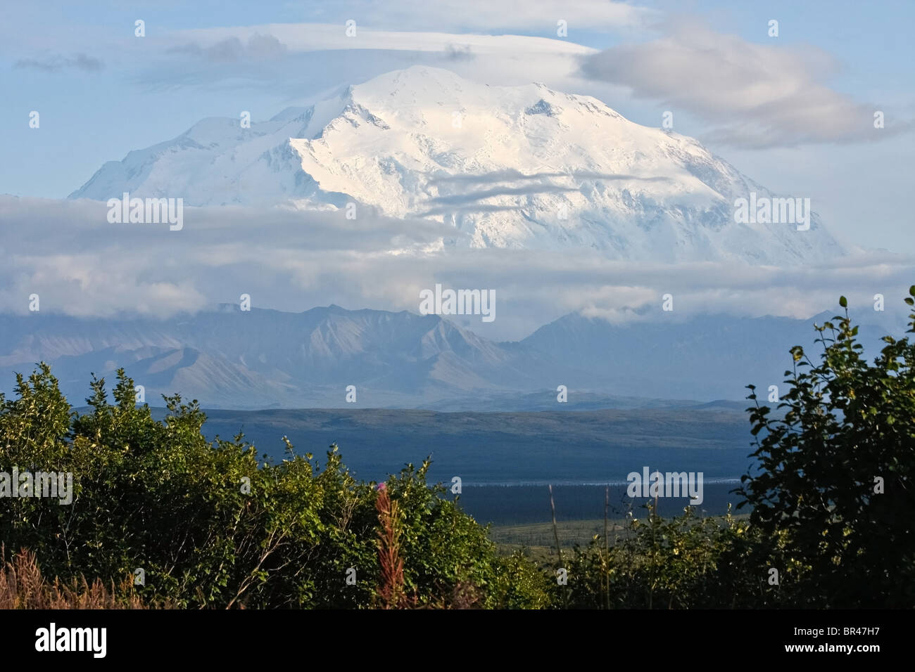 Denali mountain with fireweed hi-res stock photography and images - Alamy