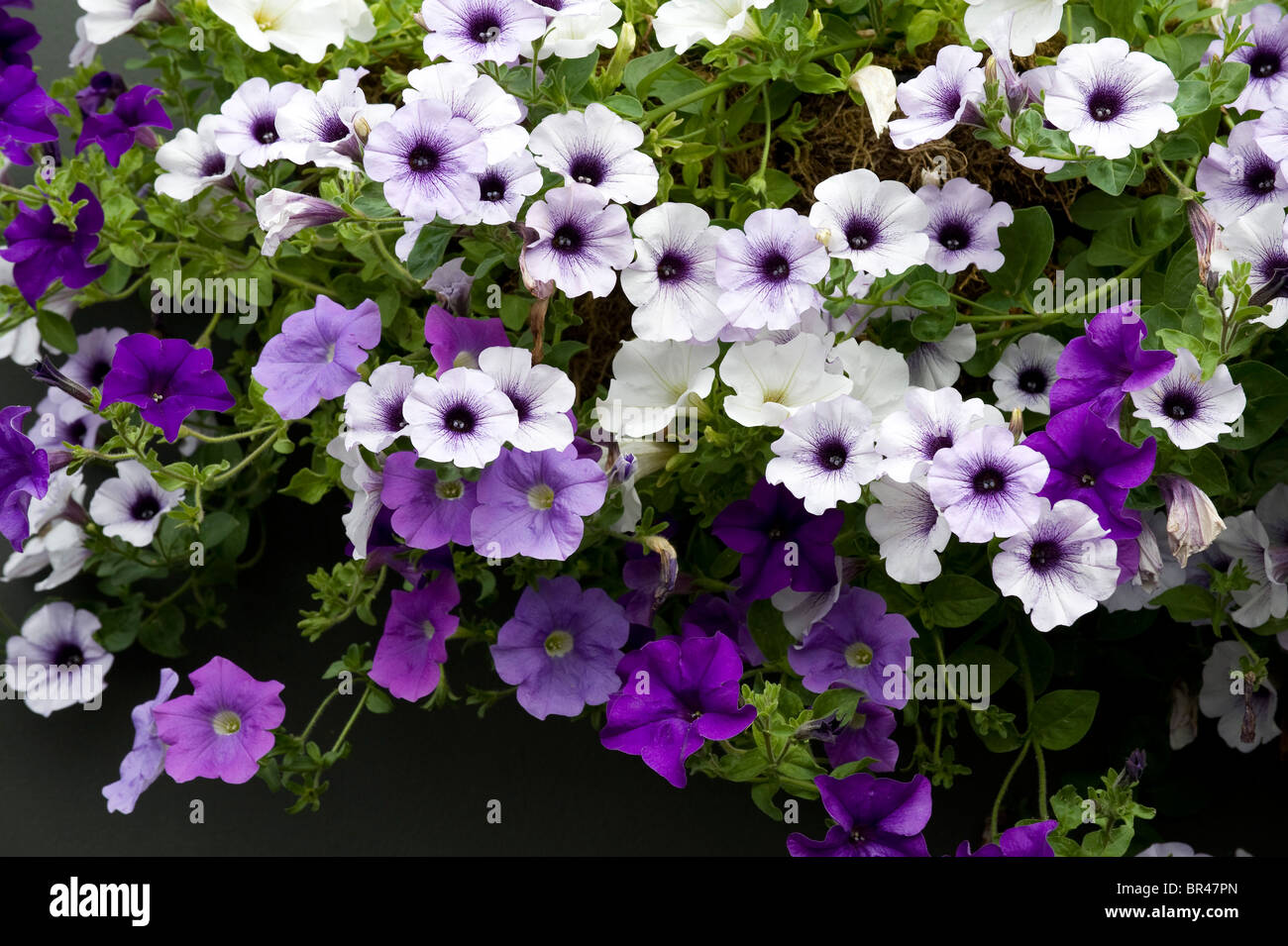 Flowers in the grounds during the Wimbledon Tennis Championships 2010 ...